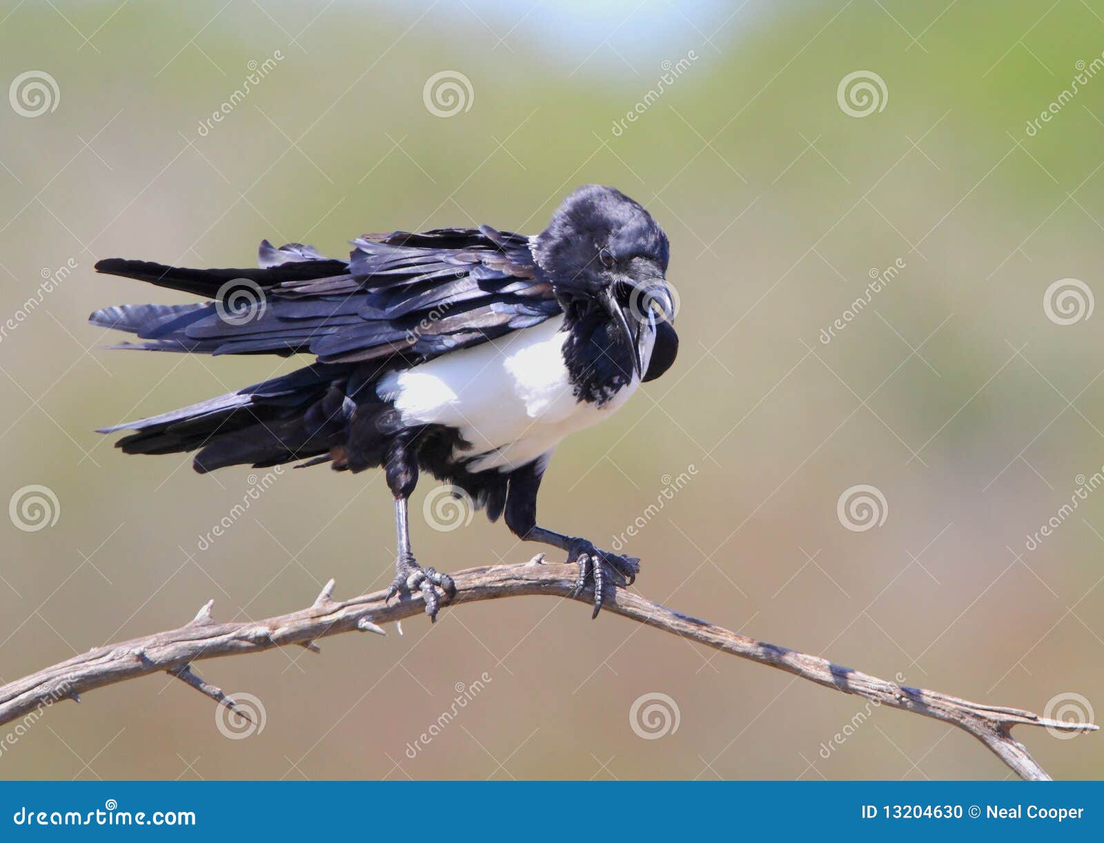 Pied Crow stock photo. Image of albus, africa, south - 13204630