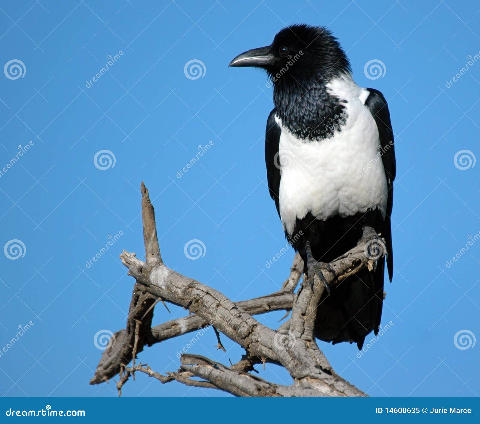 Pied Crow stock image. Image of animal, twig, branch - 14600635