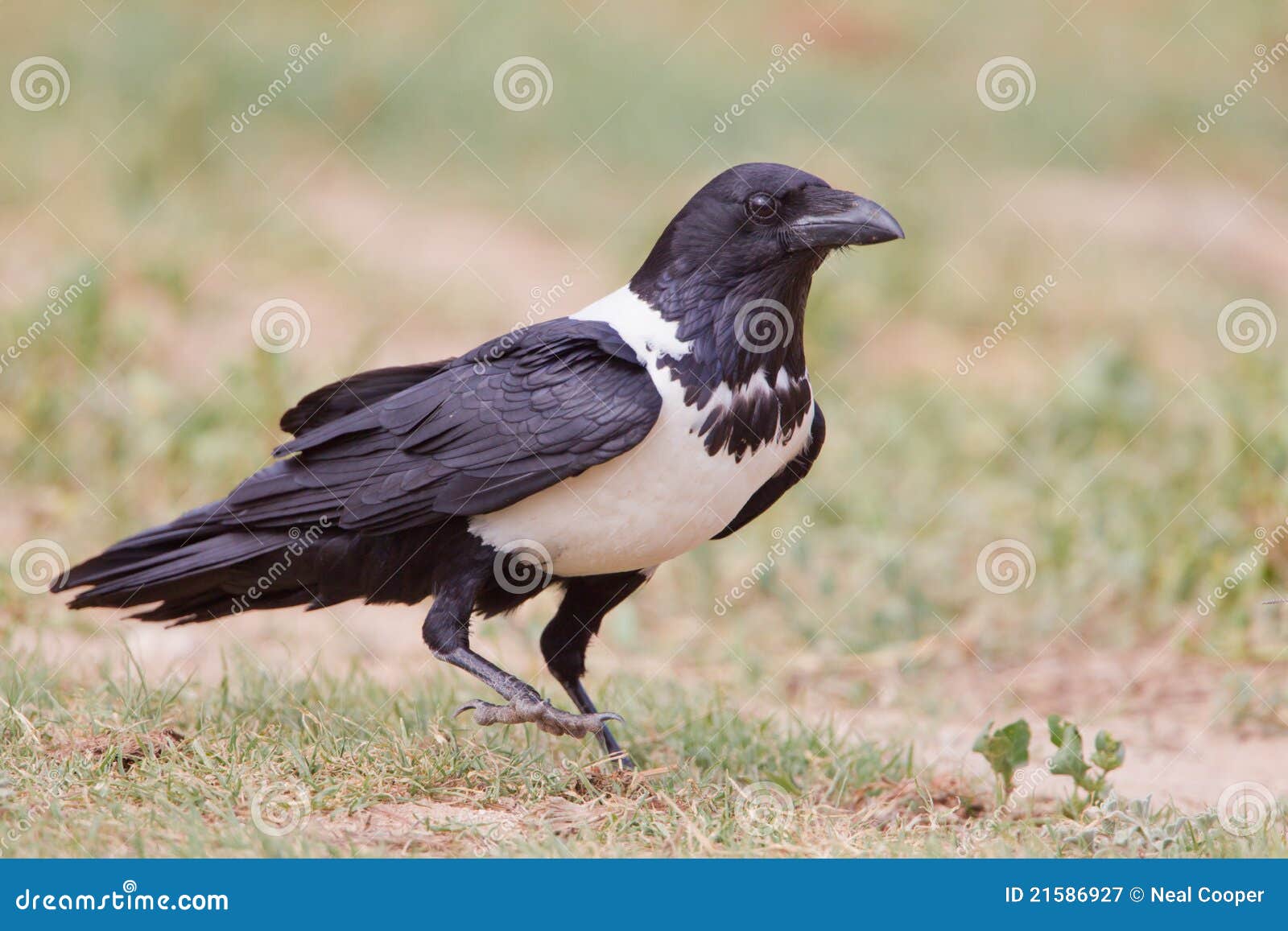 Pied Crow stock image. Image of africa, south, raven - 21586927