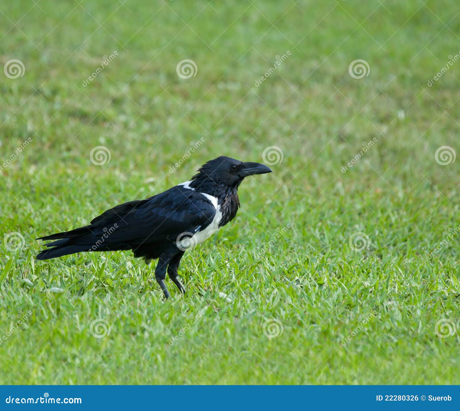 Pied Crow stock photo. Image of holiday, white, corvus - 22280326