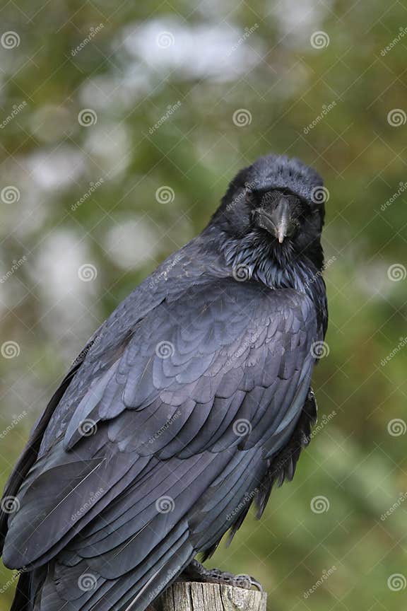 Pied Crow stock image. Image of pied, rook, fauna, grass - 23511877