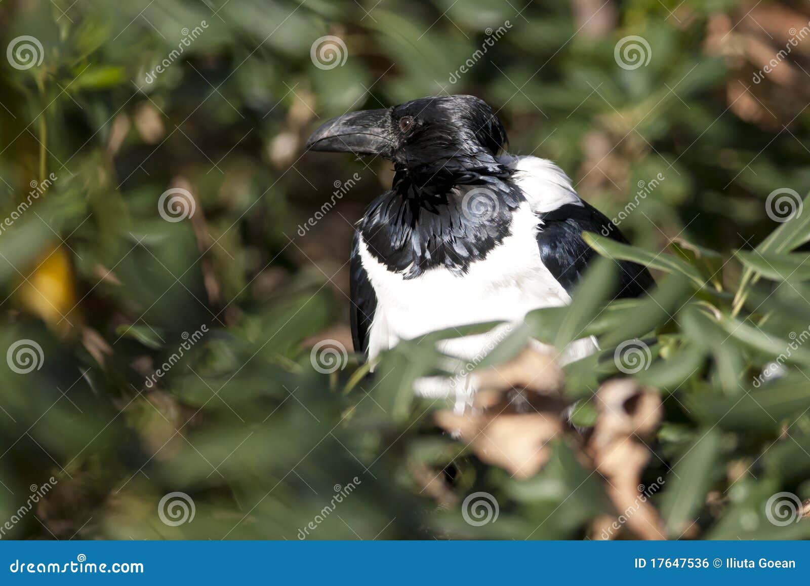 Pied Crow (Corvus albus) stock photo. Image of bird, raven - 17647536