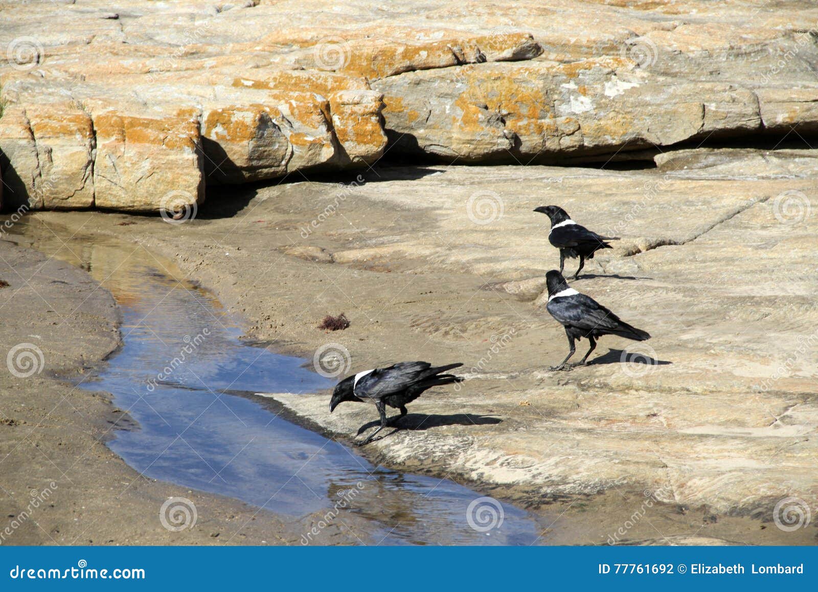The pied crow stock photo. Image of animals, bird, africa - 77761692