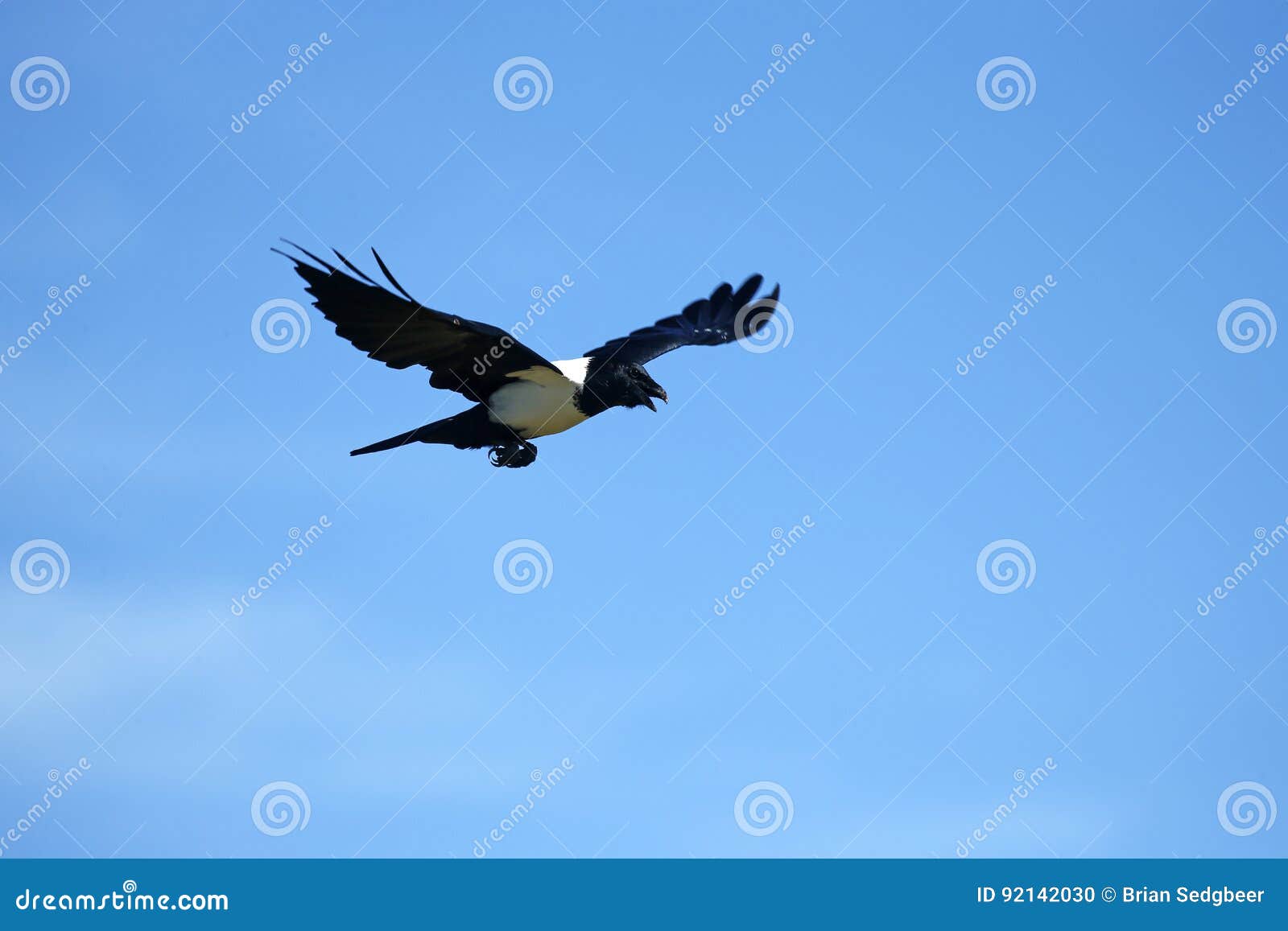 Pied Crow Flying stock photo. Image of albus, wingspan - 92142030