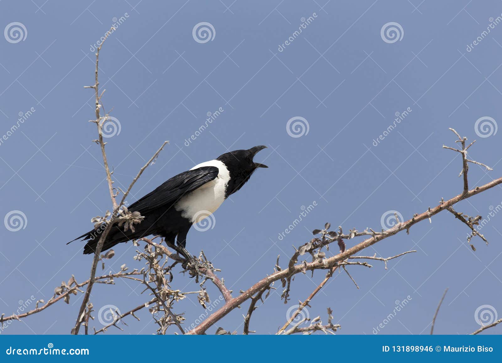 Pied crow on a tree stock photo. Image of natural, africa - 131898946