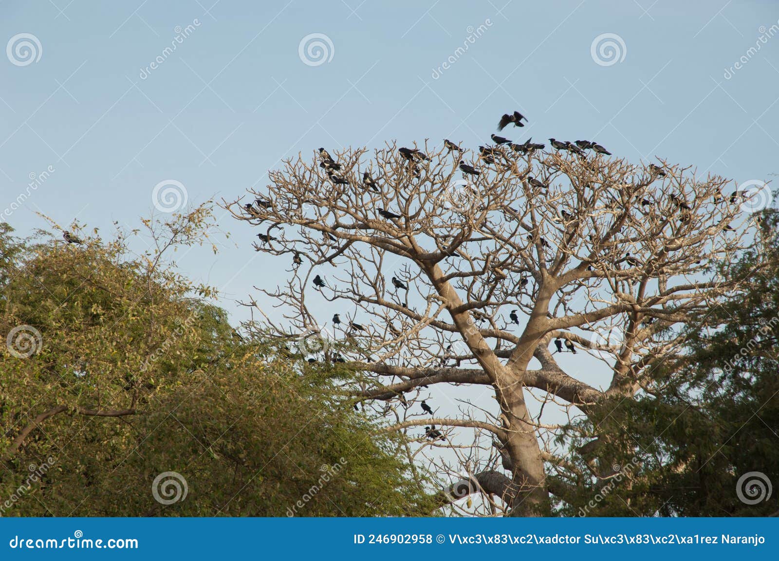 Pied Crows Corvus Albus on a Communal Roost. Stock Photo - Image of ...