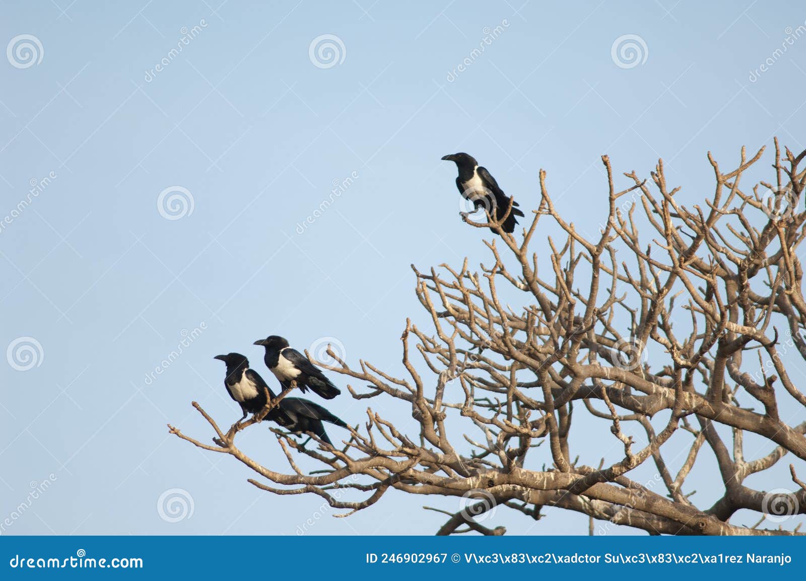 Pied Crows Corvus Albus on a Communal Roost. Stock Image - Image of ...