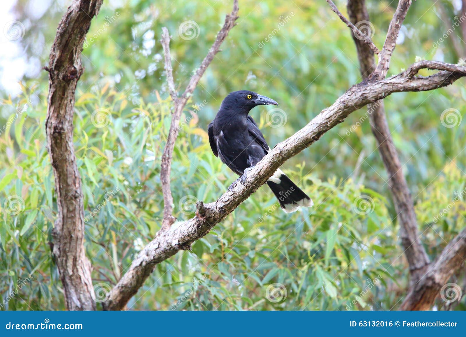 Pied currawong stock photo. Image of oceania, park, endemic - 63132016