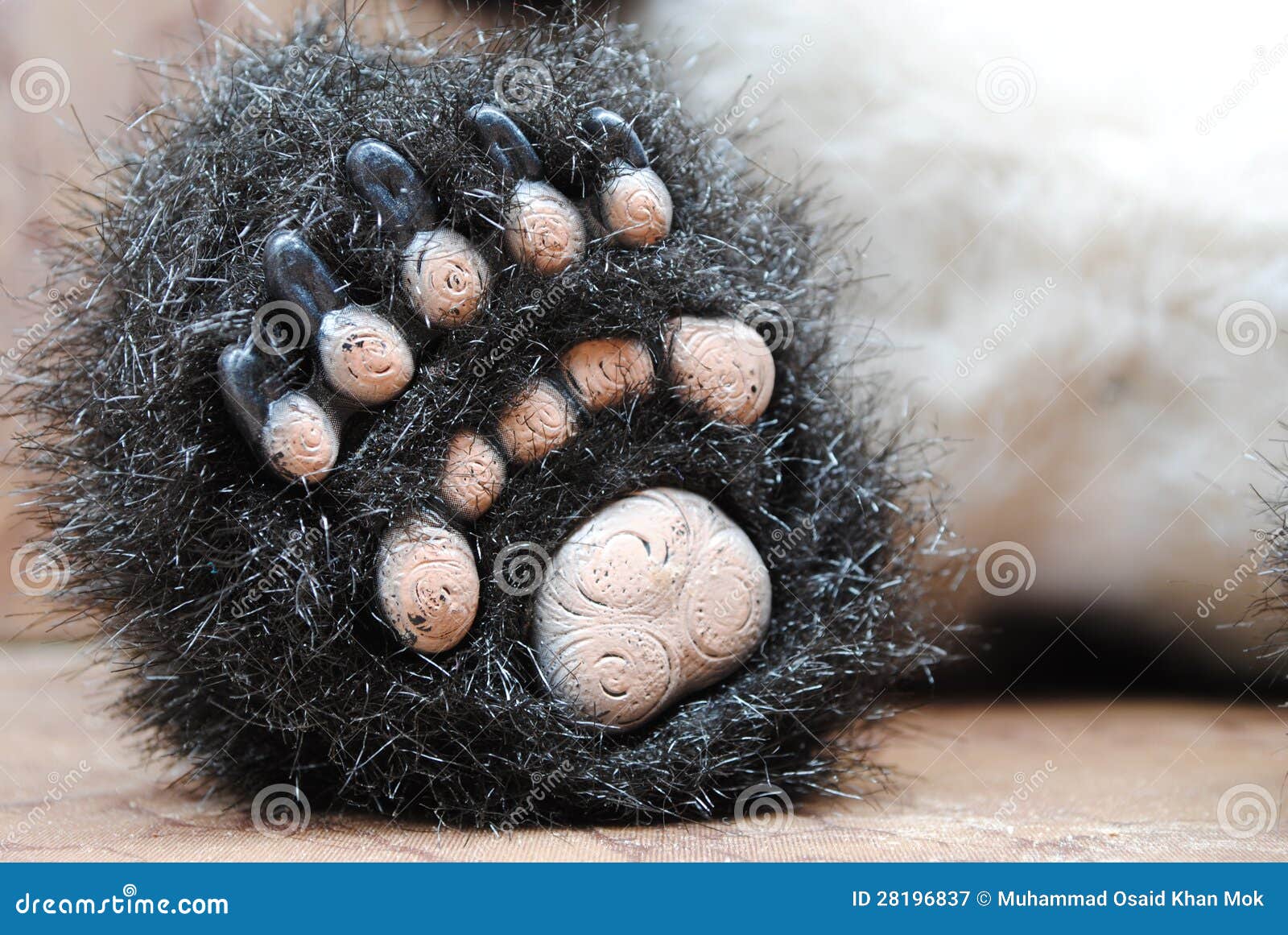 Pied D'un Jouet De Petit Panda Image stock - Image du puéril, poilu ...