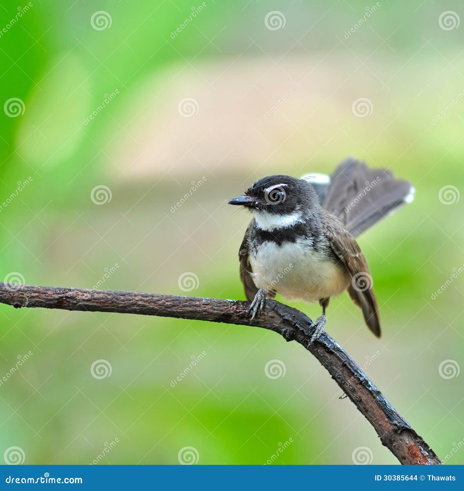 Fantail Bird At Blue Pools On Haast Pass New Zealand Royalty-Free Stock ...