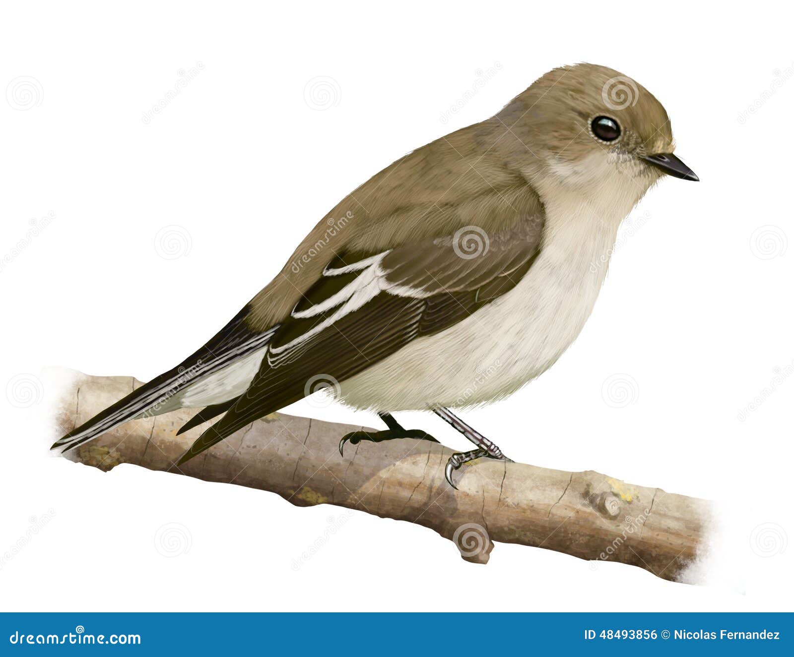 Flycatcher Cartoons, Illustrations & Vector Stock Images - 1318 ...