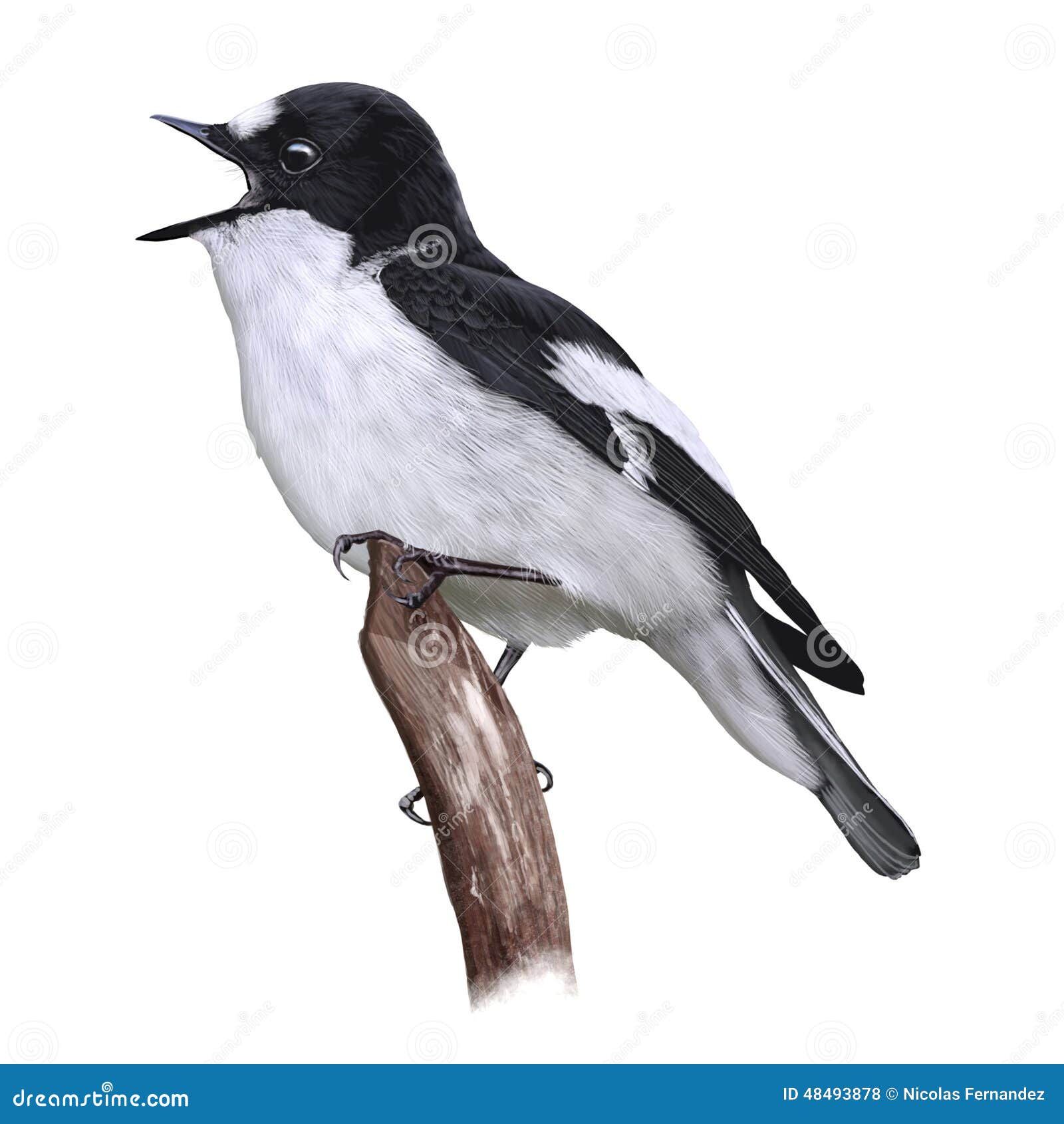 Flycatcher Cartoons, Illustrations & Vector Stock Images - 1318 ...