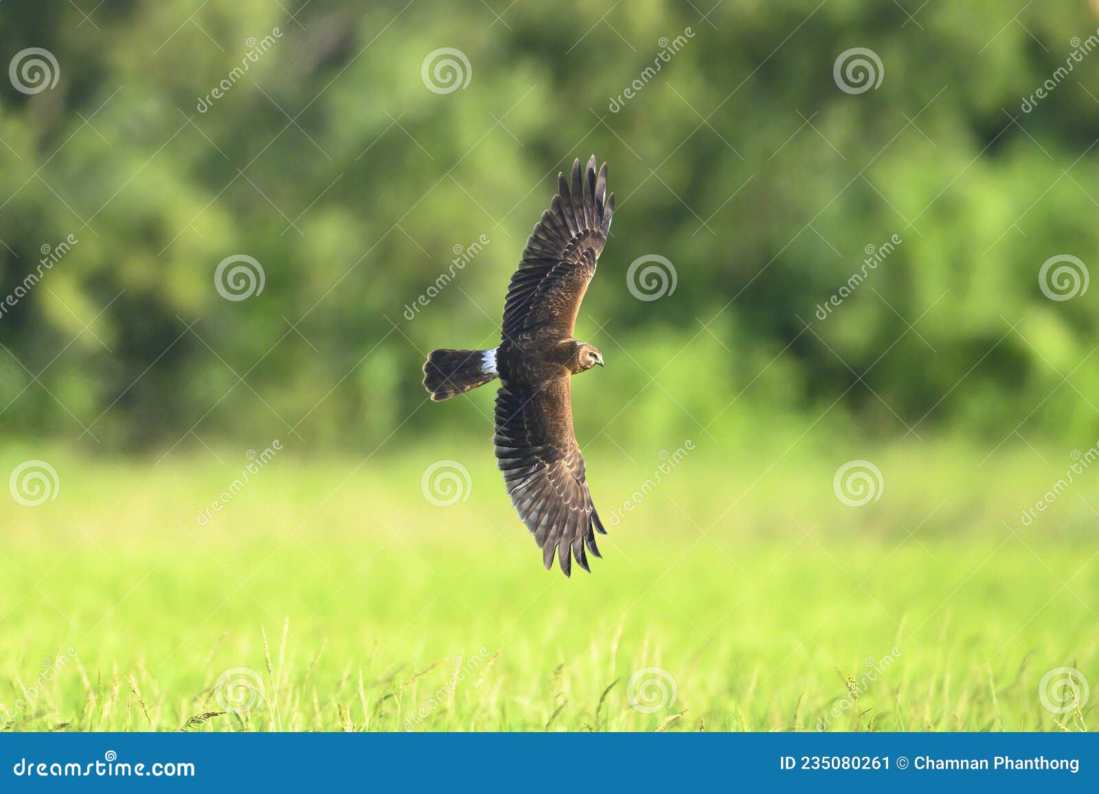 Pied Harrier flying stock image. Image of field, eagle - 235080261