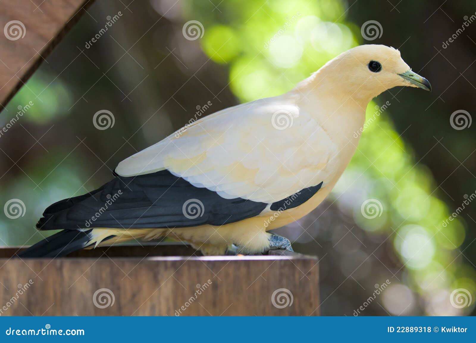 Pied Imperial Pigeon stock photo. Image of bird, pigeon - 22889318