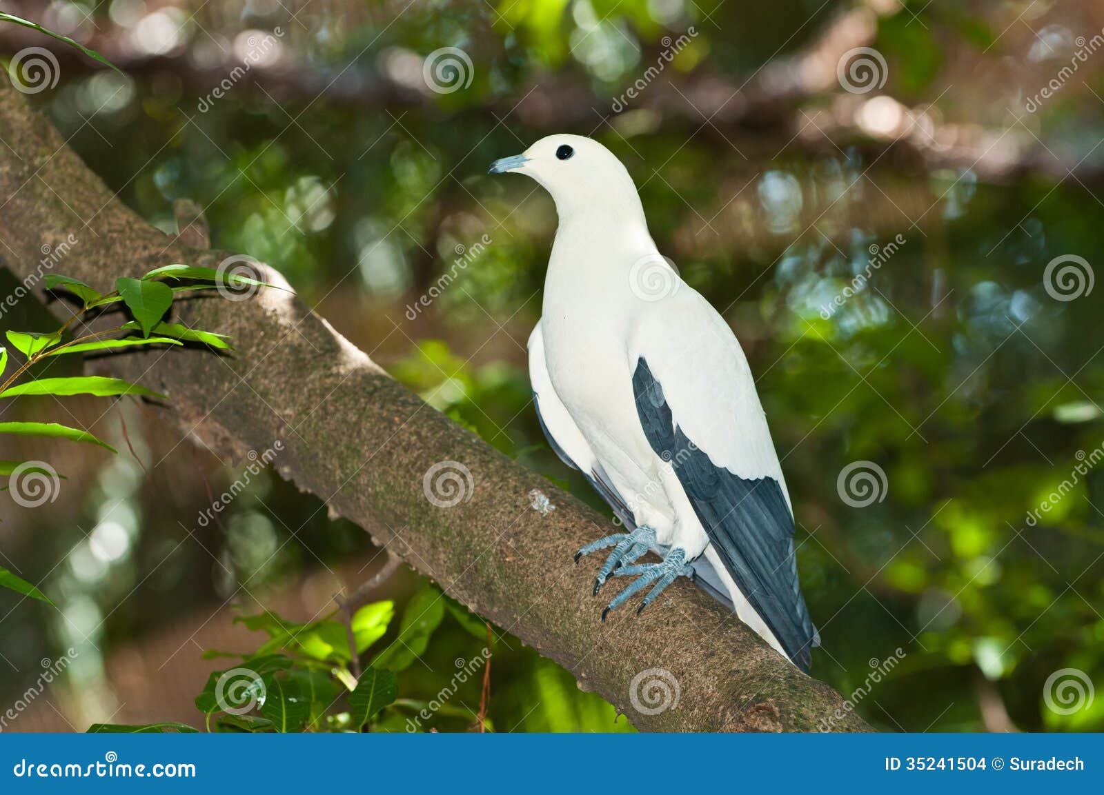 Pied Imperial Pigeon bird stock photo. Image of avian - 35241504