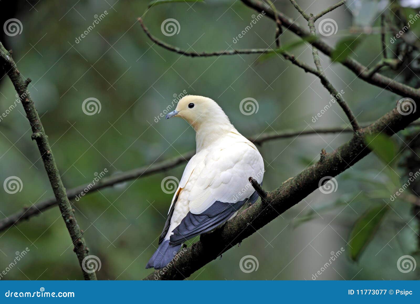 Pied Imperial Pigeon, Ducula Bicolor Stock Image - Image of birds ...