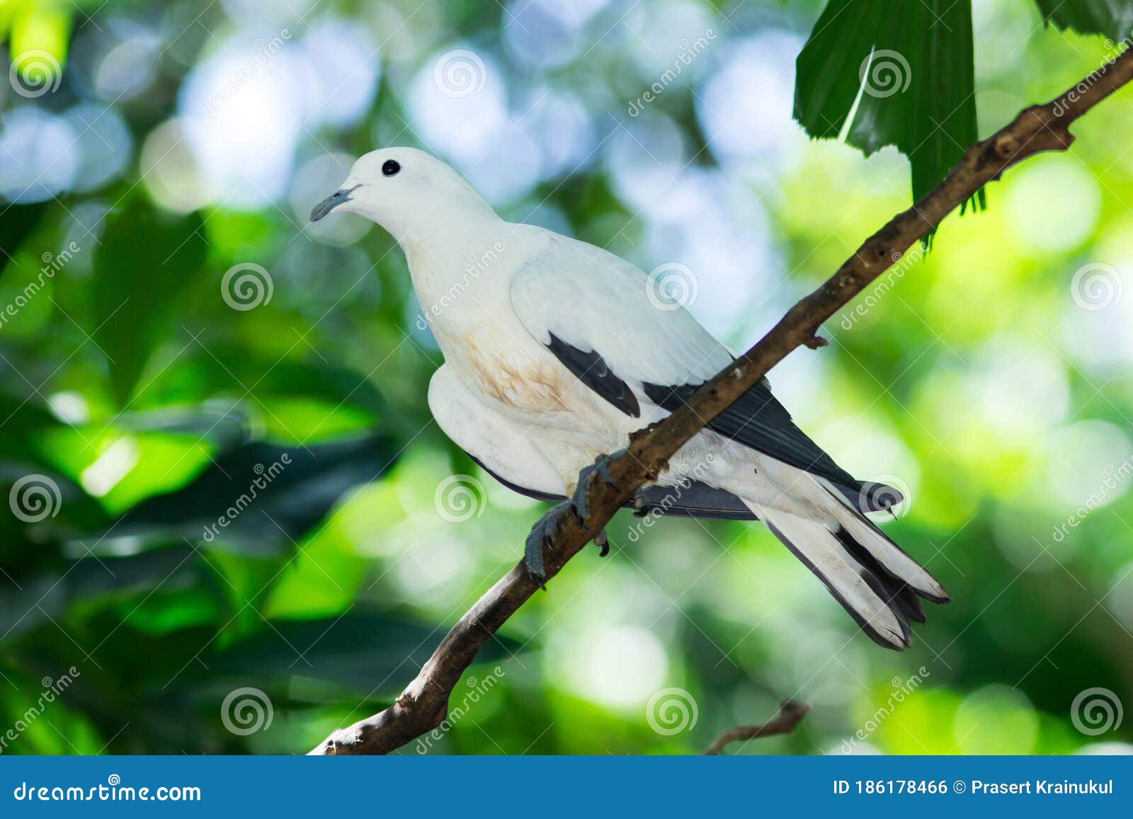 Pied Imperial Pigeon, Ducula Bicolor Stock Photo - Image of feather ...