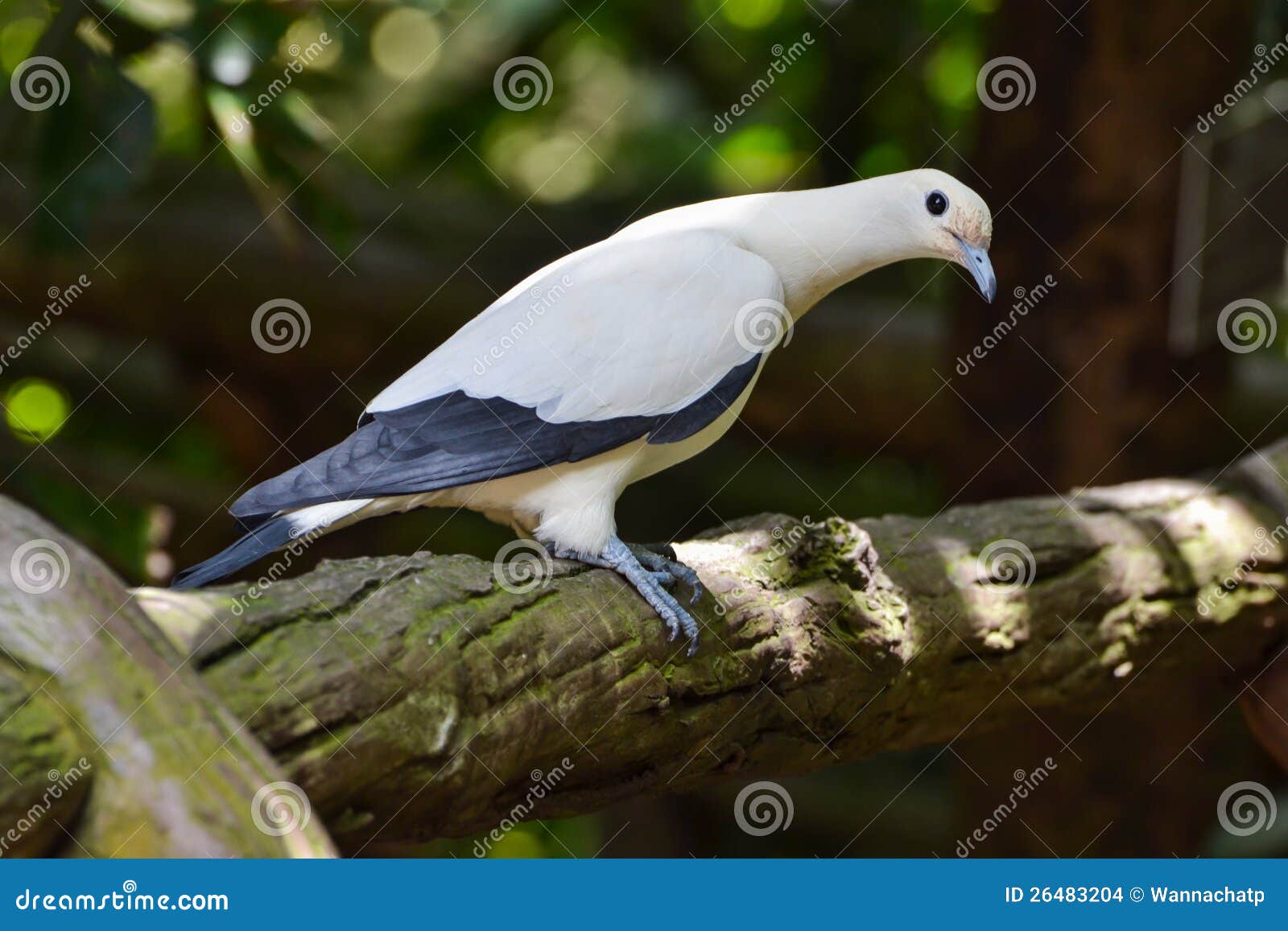 Pied Imperial Pigeon (Ducula Bicolor) Stock Photo - Image of wing ...