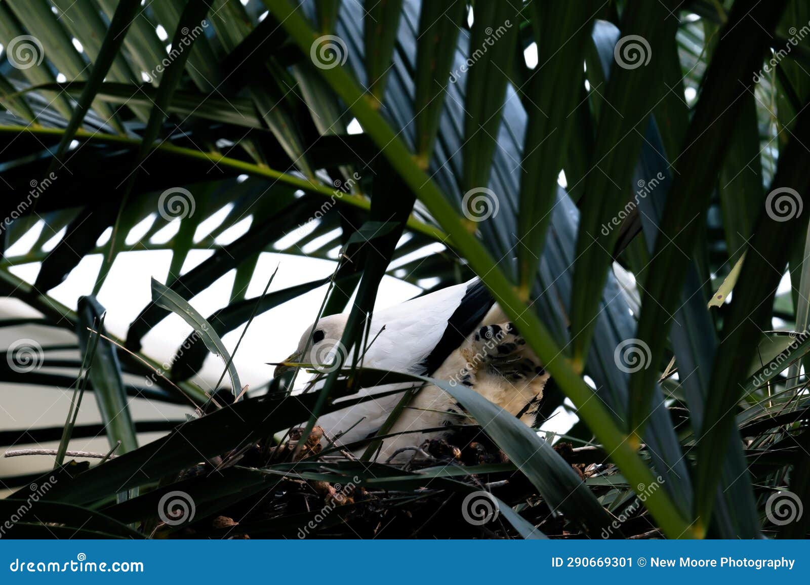 Pied Imperial Pigeon Nesting in a Palm Tree Stock Image - Image of ...