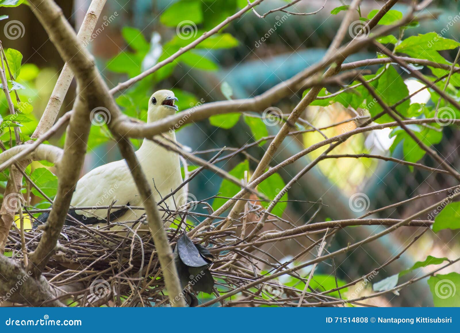 Pied imperial pigeon stock photo. Image of green, pied - 71514808