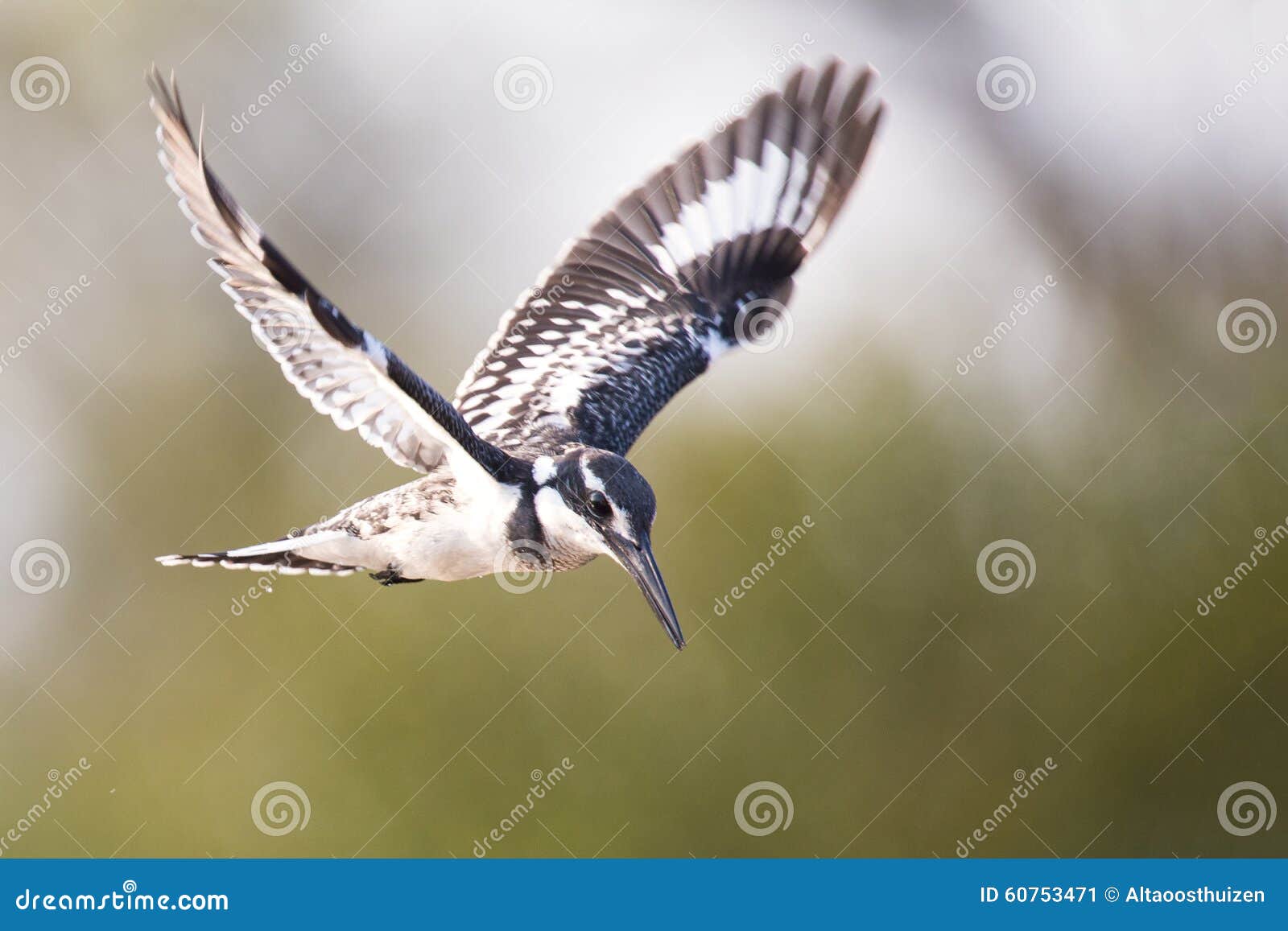 Pied Kingfisher Hover in Flight To Catch Fish Stock Image - Image of ...