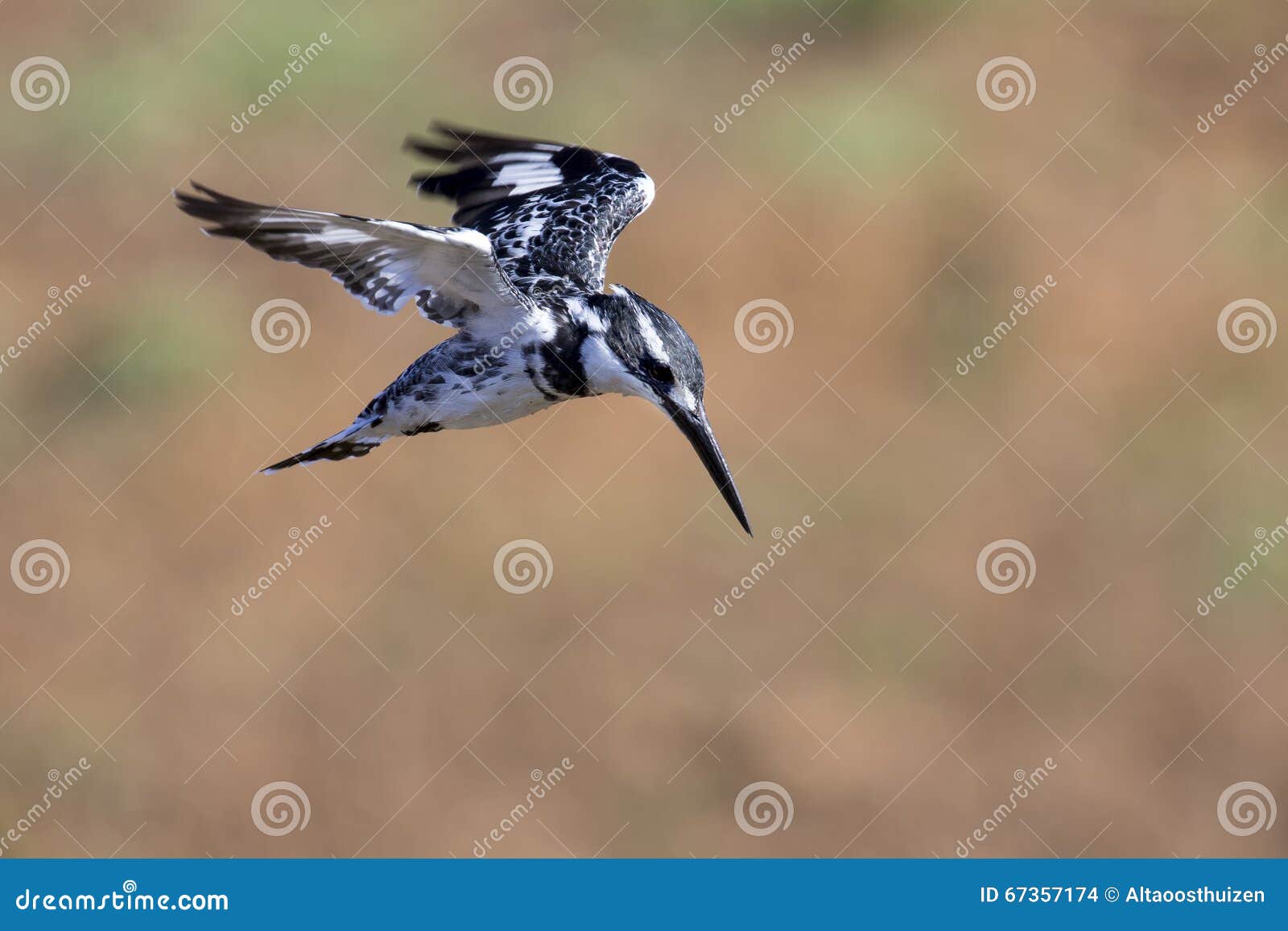 Pied Kingfisher Hover in Flight To Hunt Stock Photo - Image of hover ...