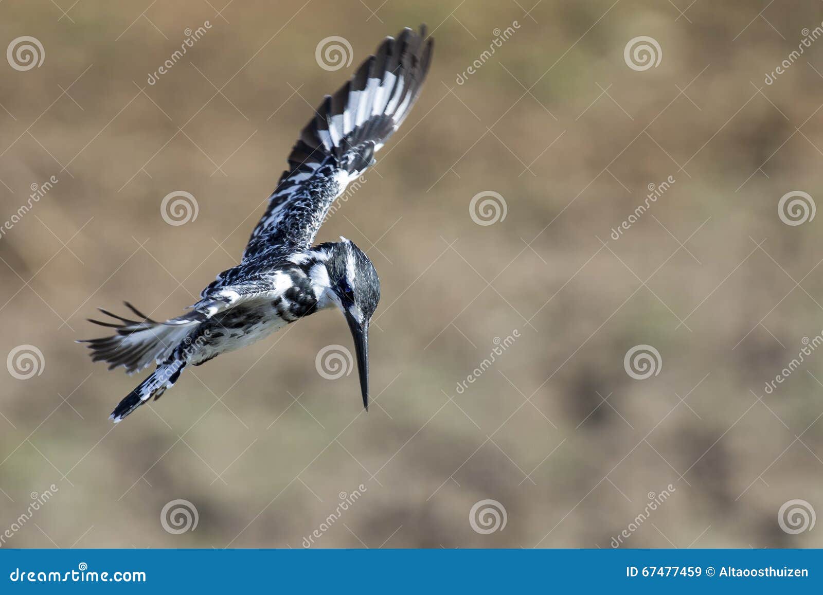 Pied Kingfisher Hover in Flight To Hunt Stock Image - Image of action ...