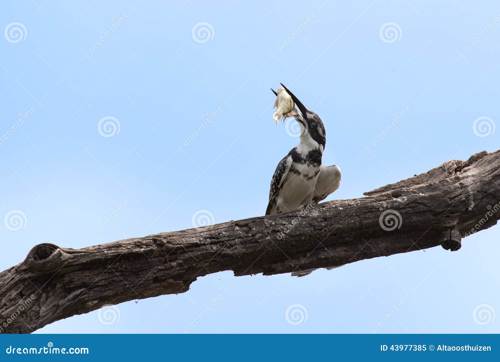 Pied Kingfisher Killing a Fish by Hitting it on Branch Stock Image ...