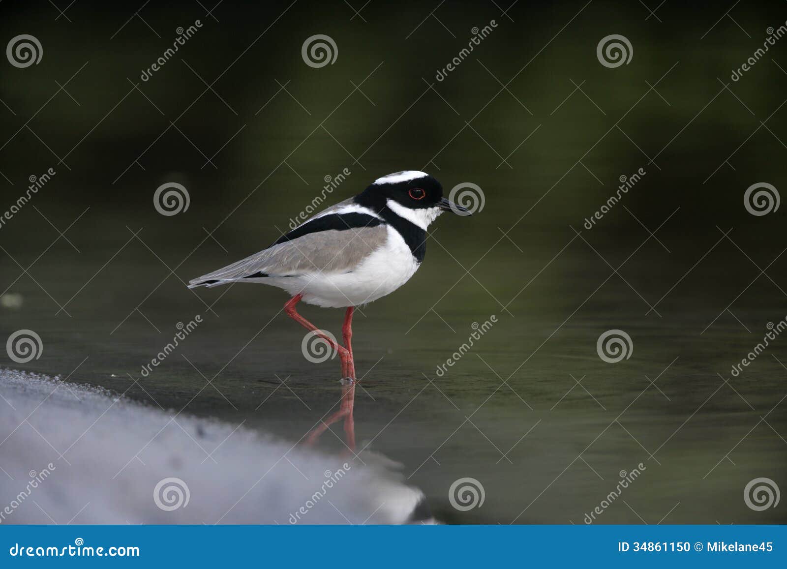Pied Lapwing, Vanellus Cayanus Stock Photo - Image of lapwing, shore ...