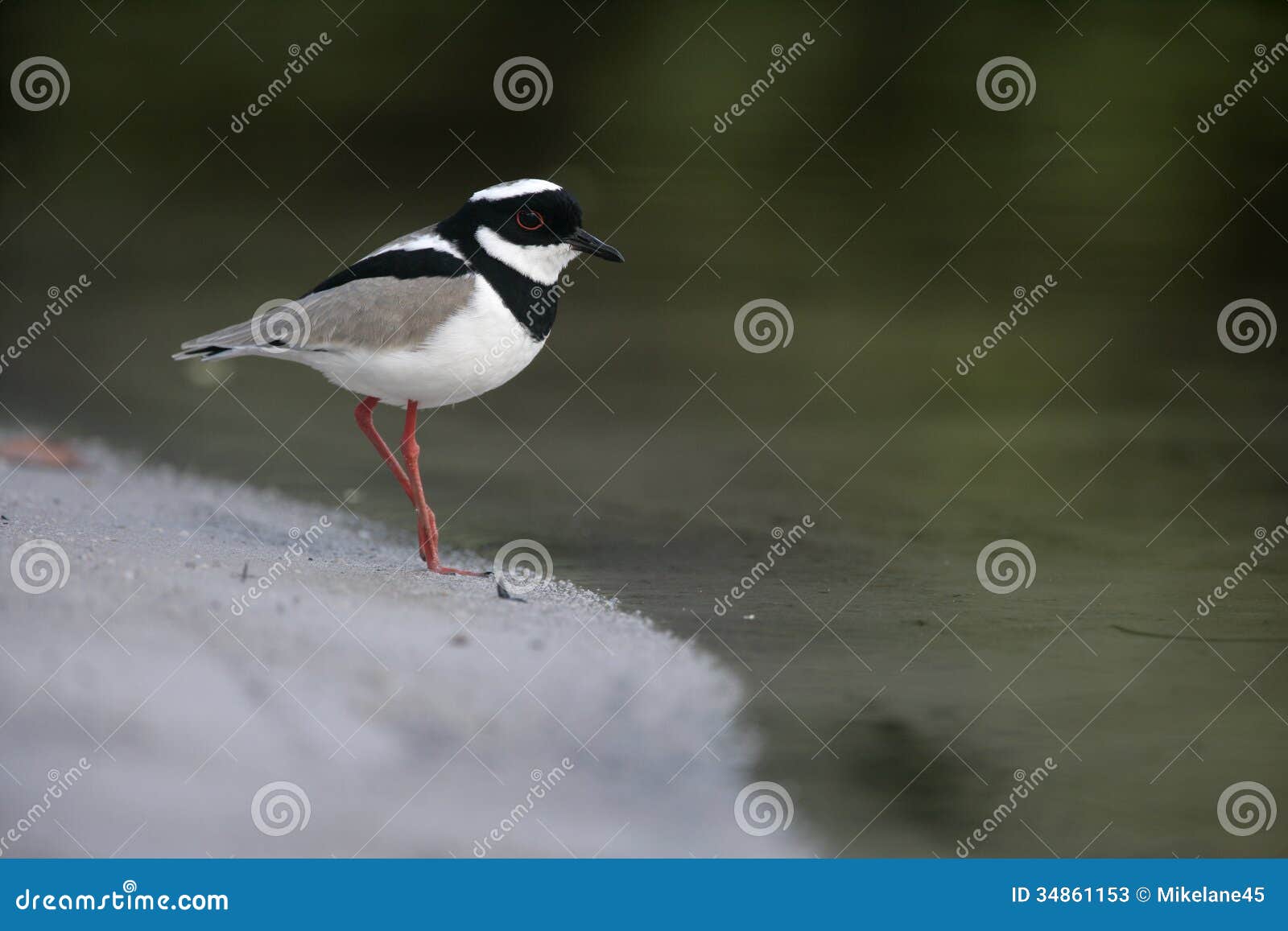 Pied Lapwing, Vanellus Cayanus Stock Image - Image of lapwing, wildlife ...