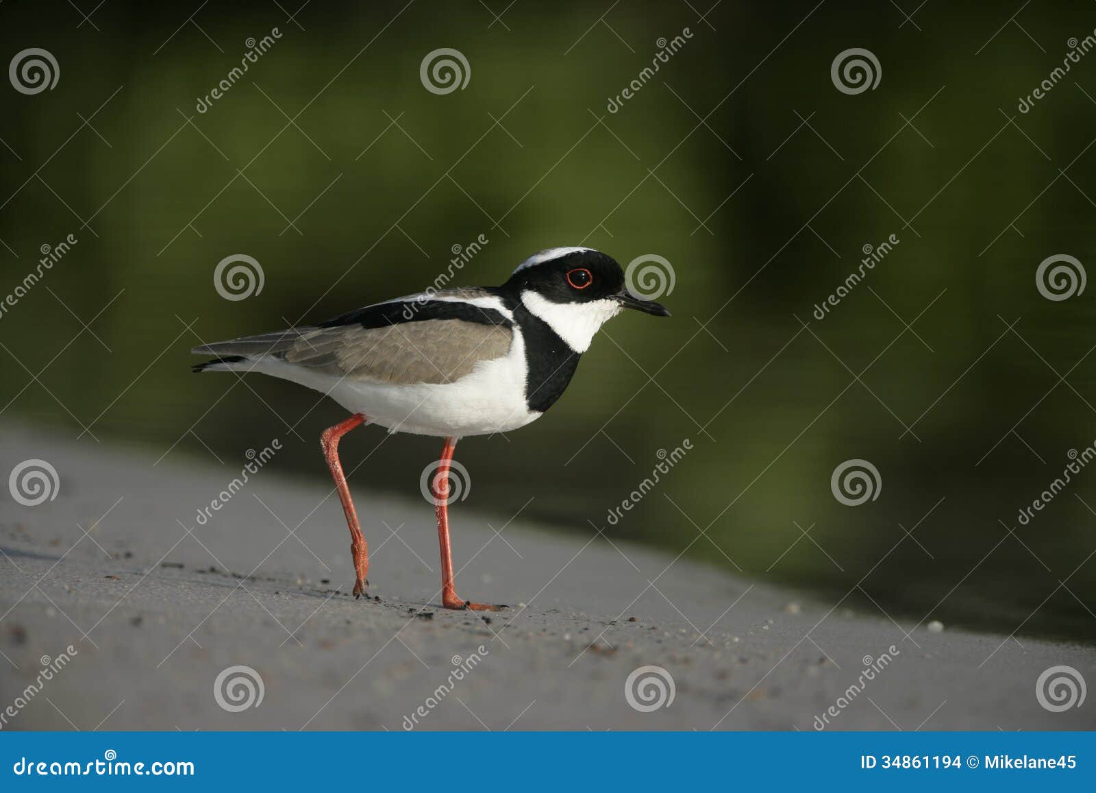 Pied Lapwing, Vanellus Cayanus Stock Photo - Image of pied, lapwing ...
