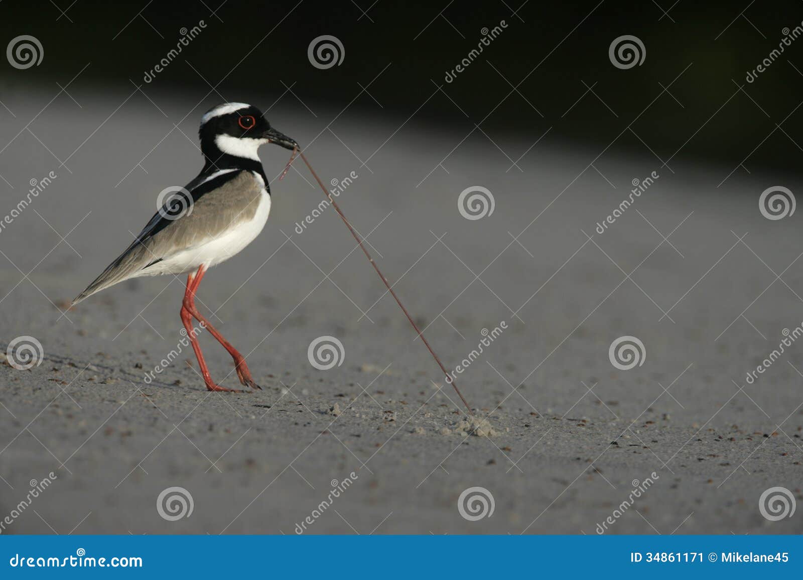 Pied Lapwing, Vanellus Cayanus Stock Image - Image of pied, lapwing ...