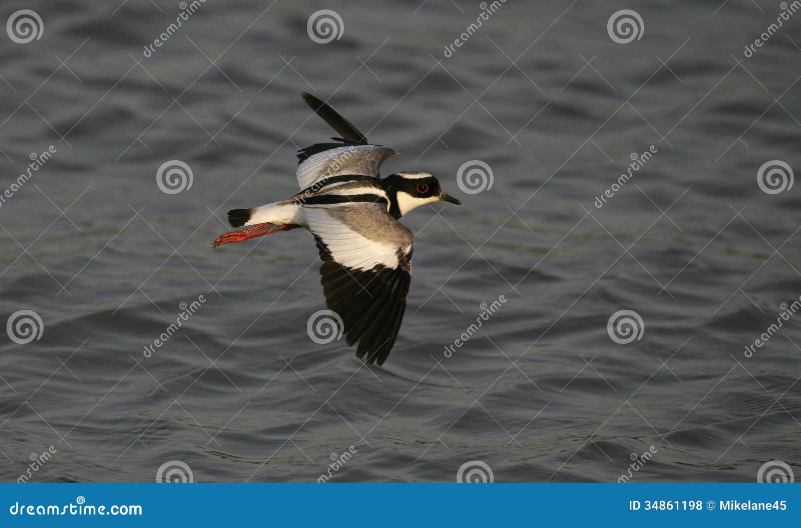 Pied Lapwing, Vanellus Cayanus Stock Photo - Image of flying, pied ...