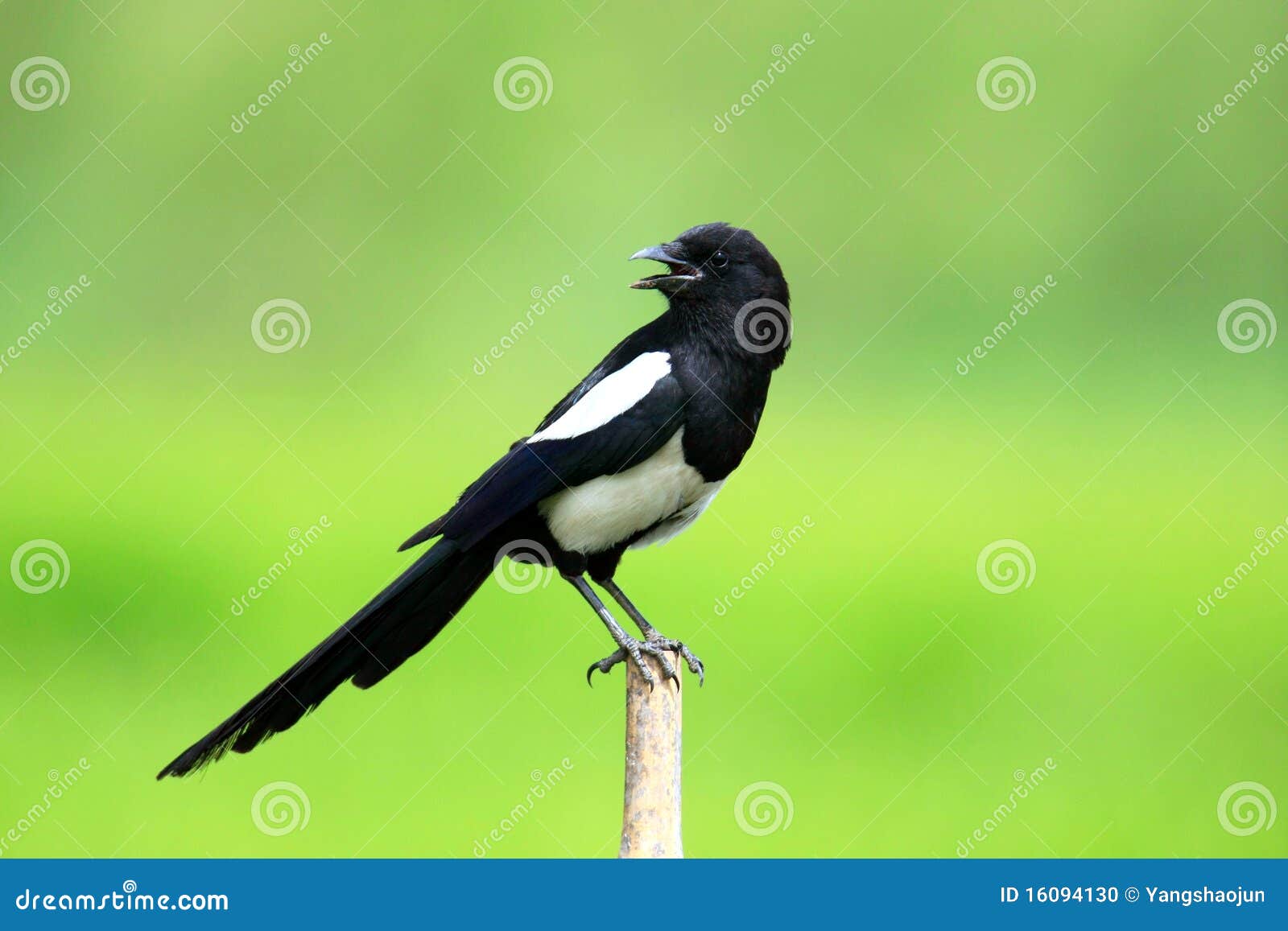 The pied magpie stock photo. Image of protected, magpie - 16094130