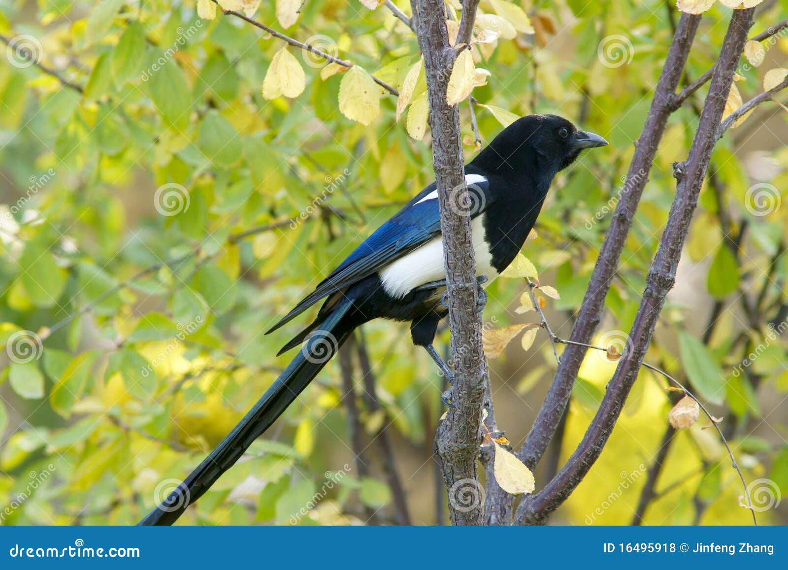 Pied magpie stock photo. Image of animal, animals, long - 16495918