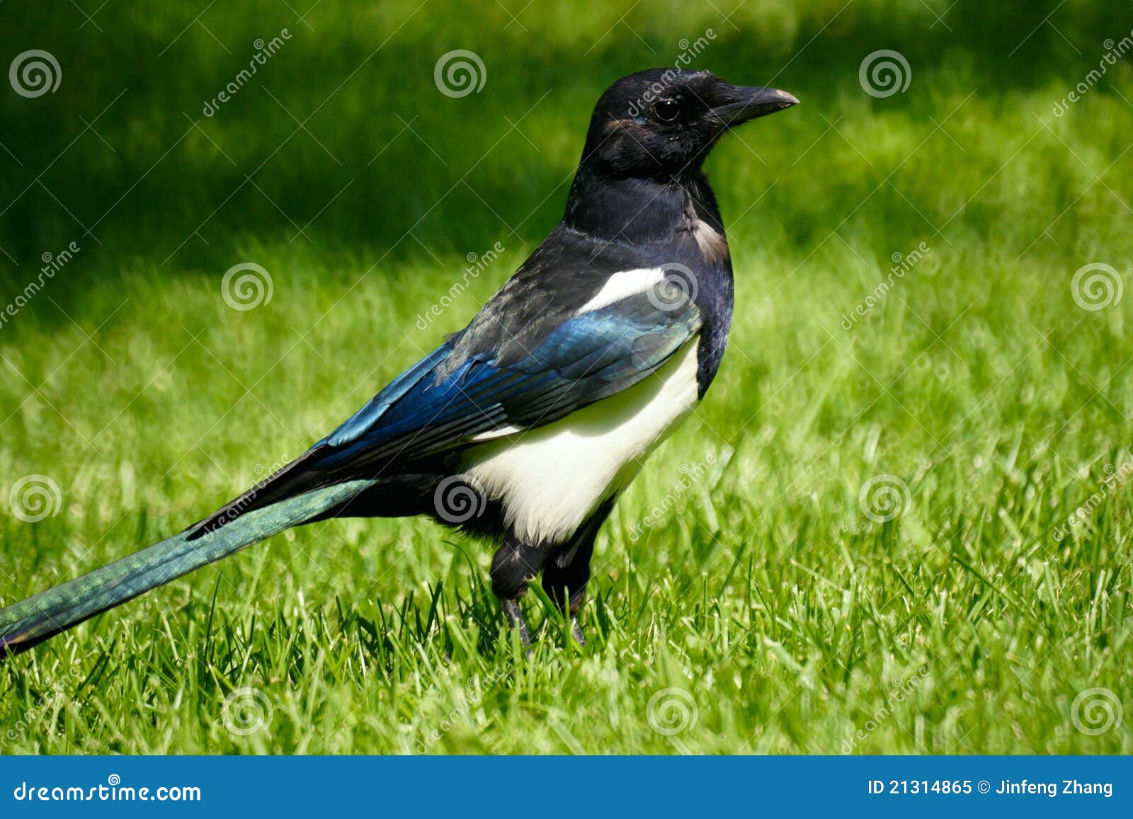 Pied magpie stock image. Image of magpie, sward, birds - 21314865