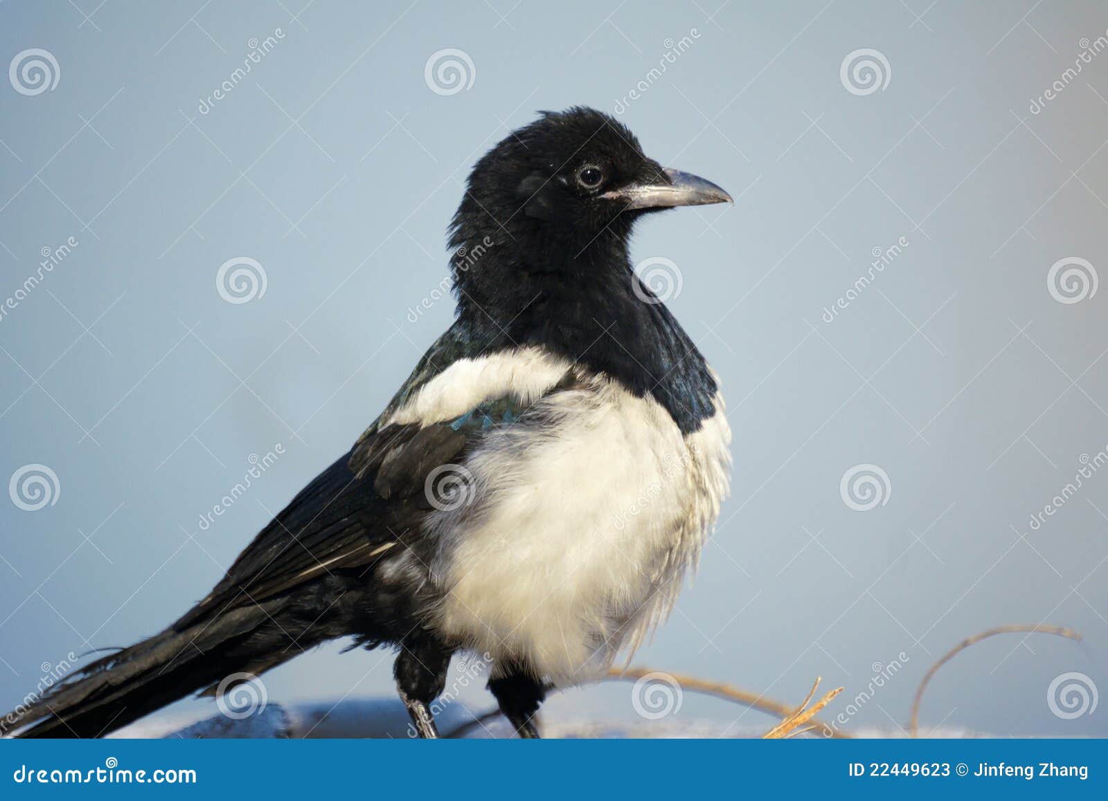 Pied magpie stock image. Image of ground, close, floor - 22449623