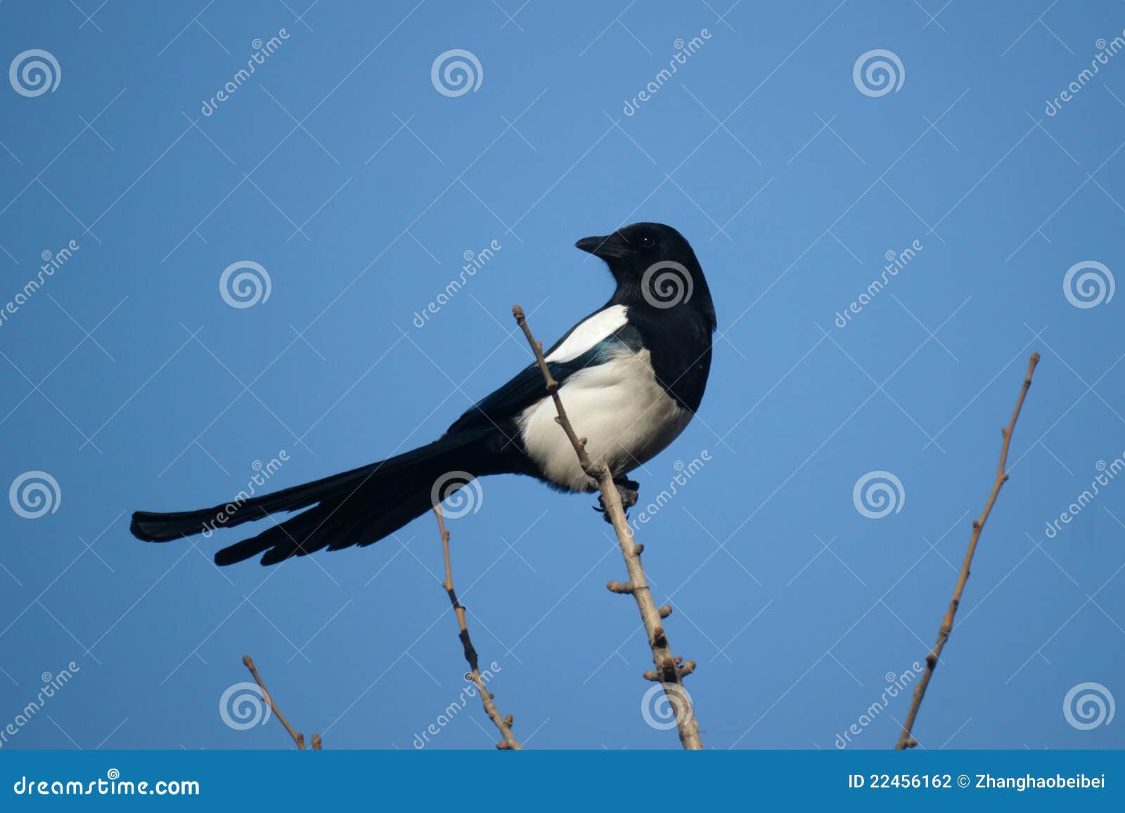 Pied magpie stock photo. Image of animal, branch, animals - 22456162