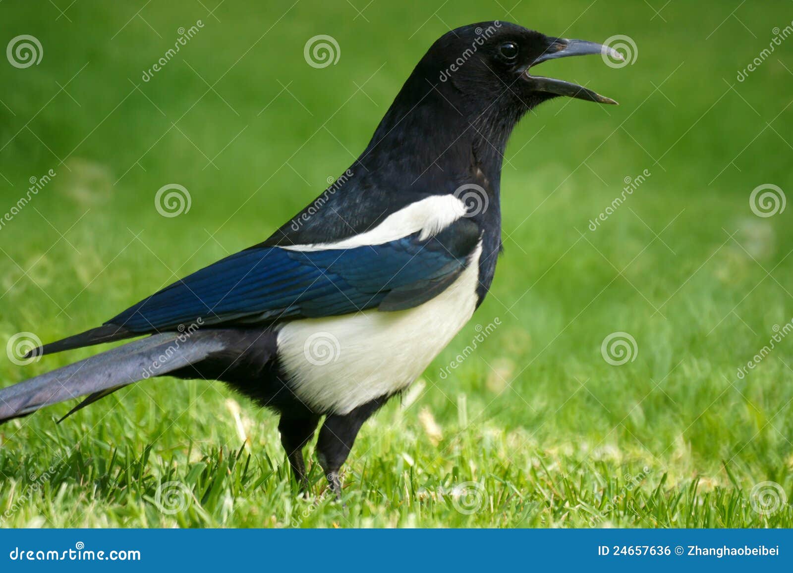 Pied magpie stock photo. Image of white, animals, openmouthed - 24657636