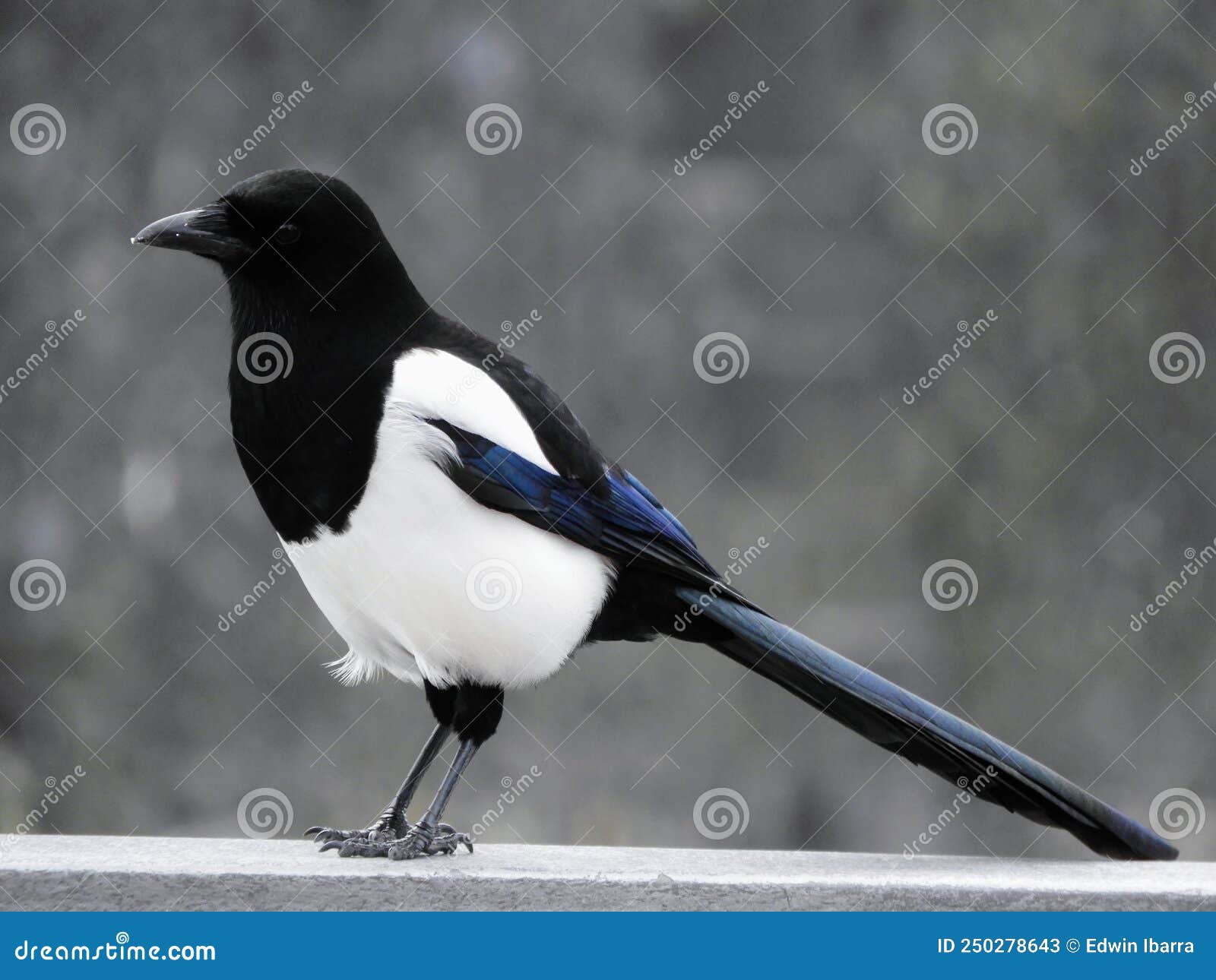 A pied magpie stock image. Image of sparrow, blue, monochrome - 250278643