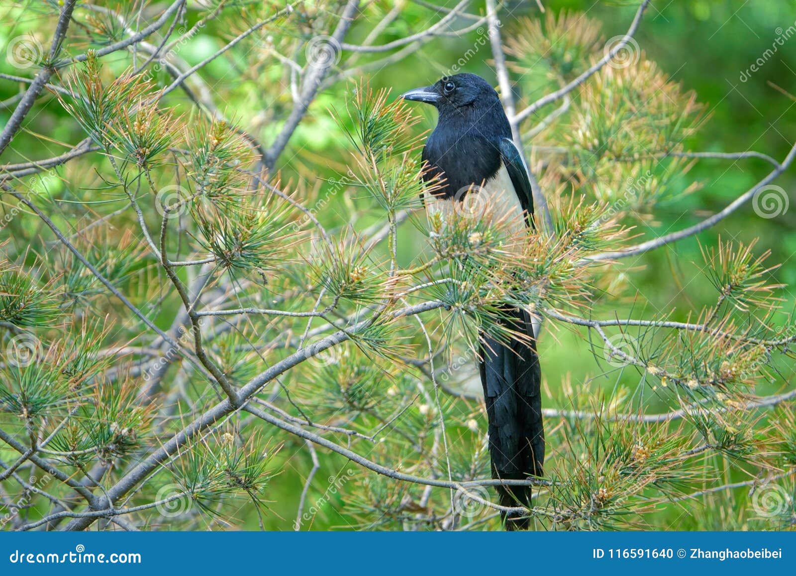 Pied magpie stock photo. Image of branches, close, magpie - 116591640