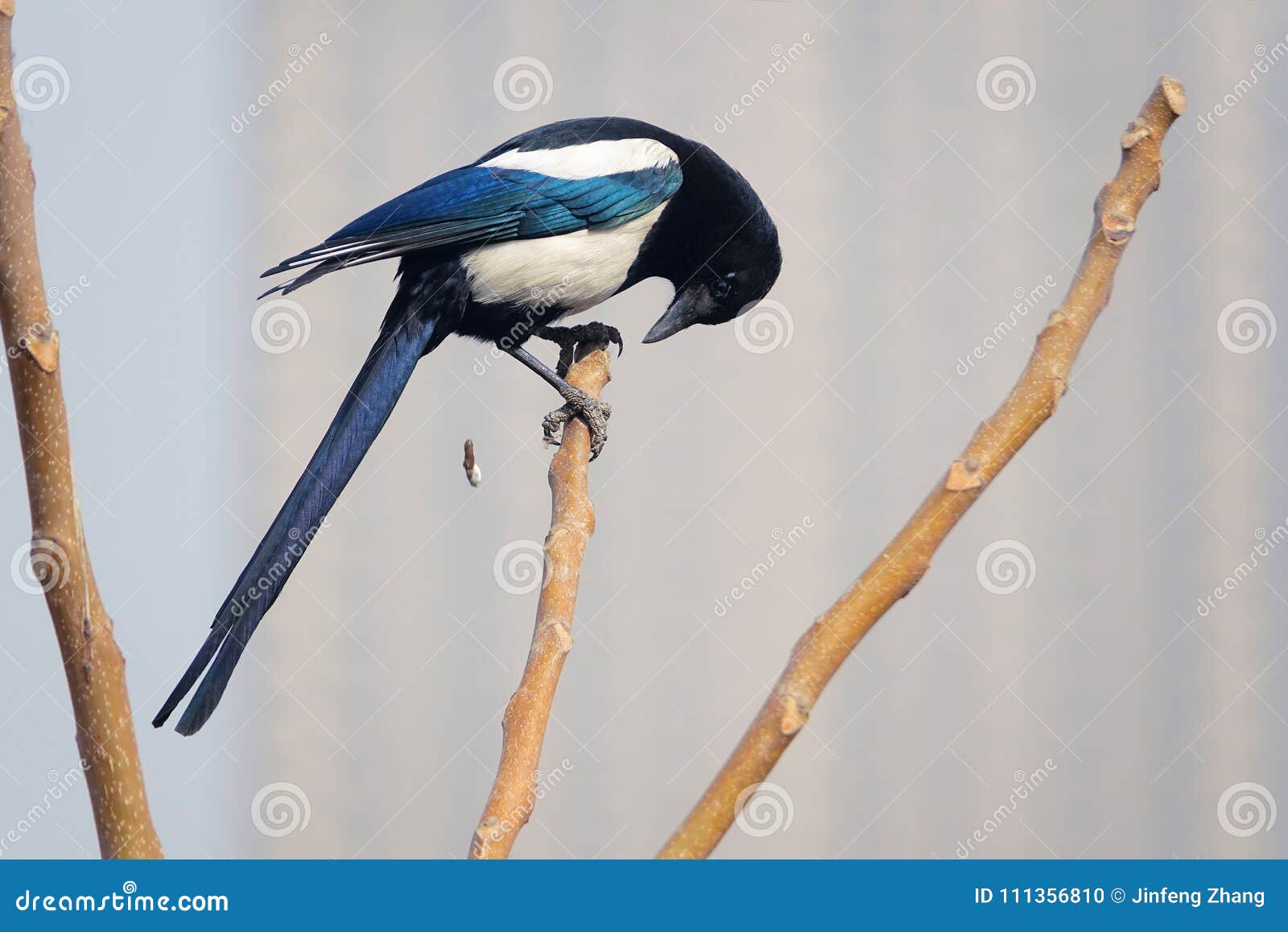 Pied magpie stock photo. Image of winter, magpie, wildlife - 111356810