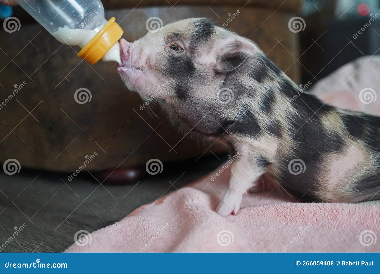 Pied Mini Baby Pig in Hand Rearing Stock Photo - Image of home, mini ...