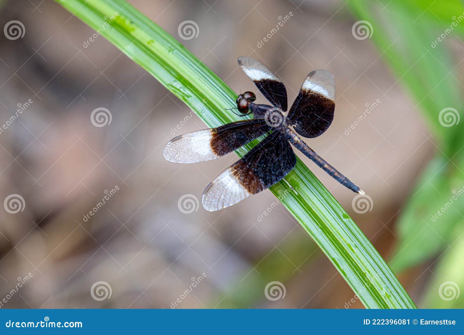 Pied Percher Perching on Plant Stock Image - Image of skimmer, wing ...