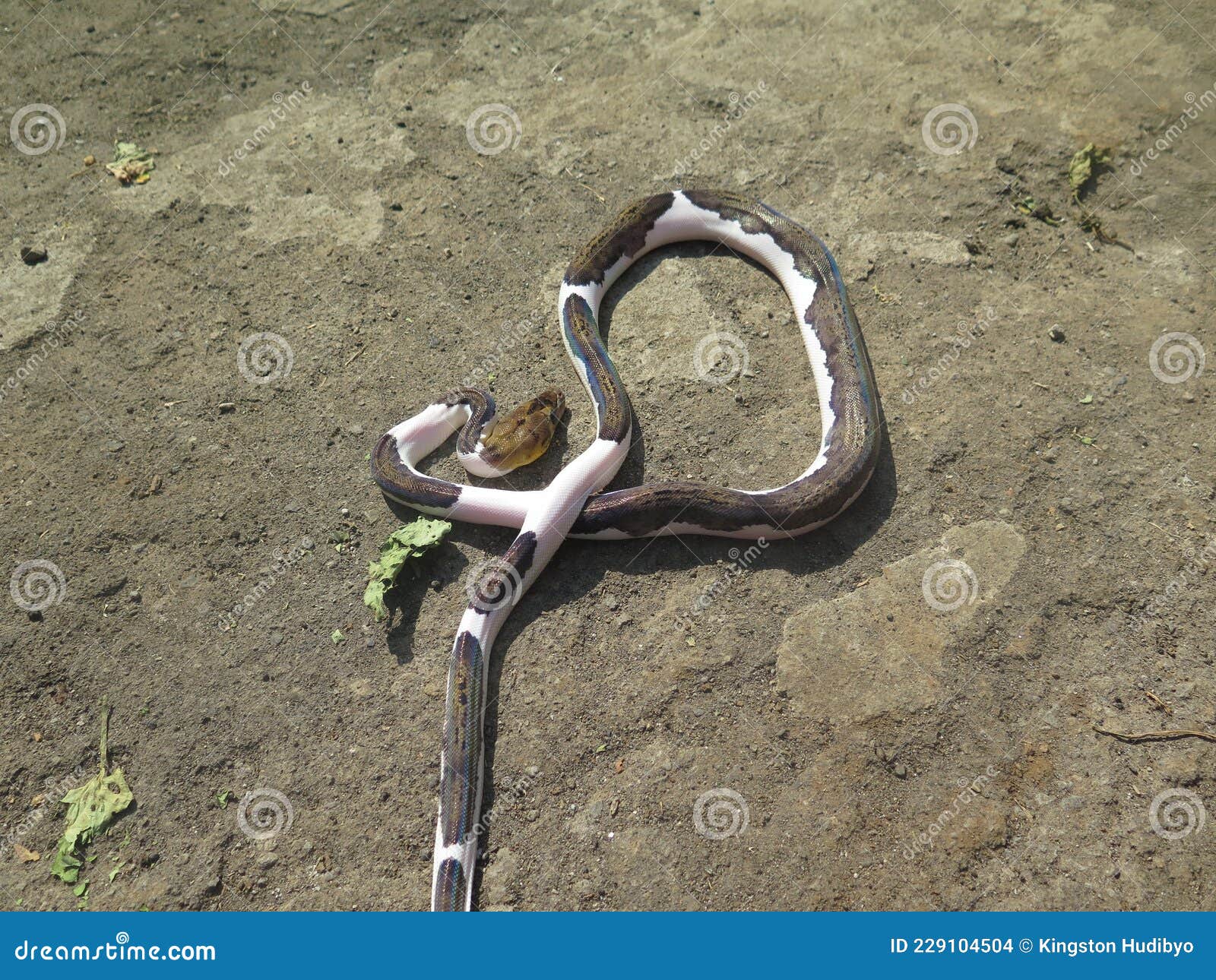 Pied Retic Python Snake Wildlife Stock Photo - Image of pied, iron ...