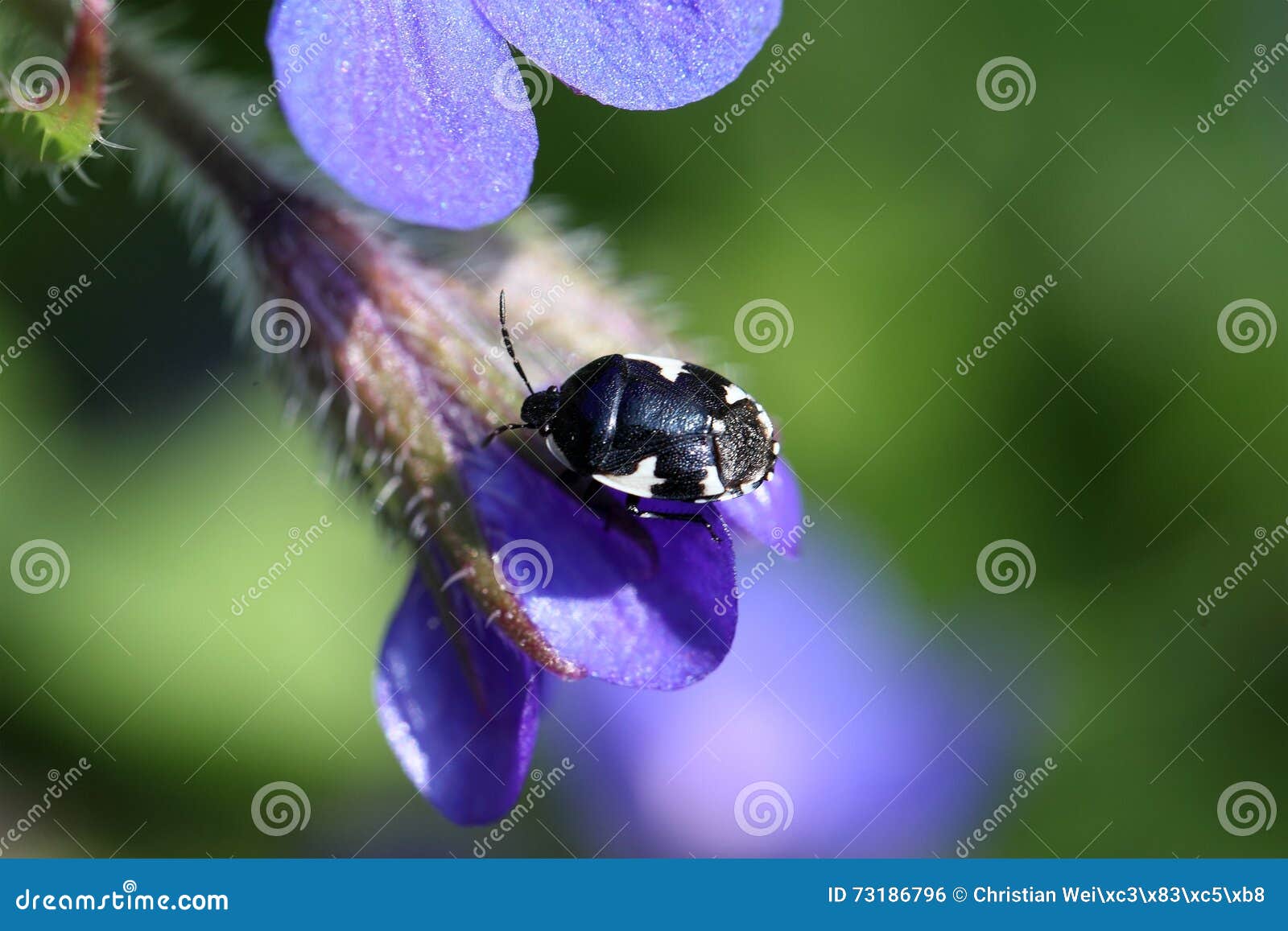 Pied Shield Bug (Tritomegas Bicolor) Stock Photo - Image of brown ...