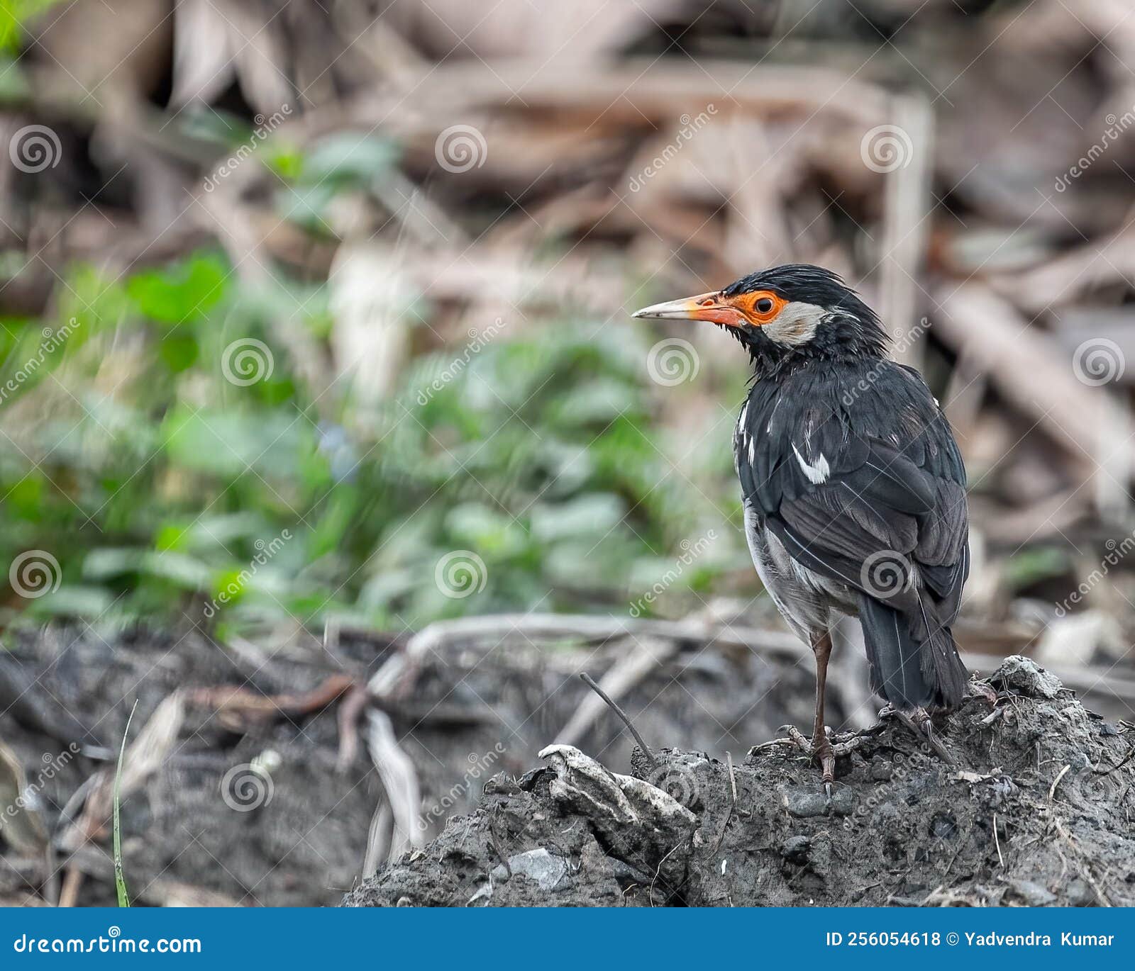 A Pied Starling sitting stock photo. Image of closeup - 256054618