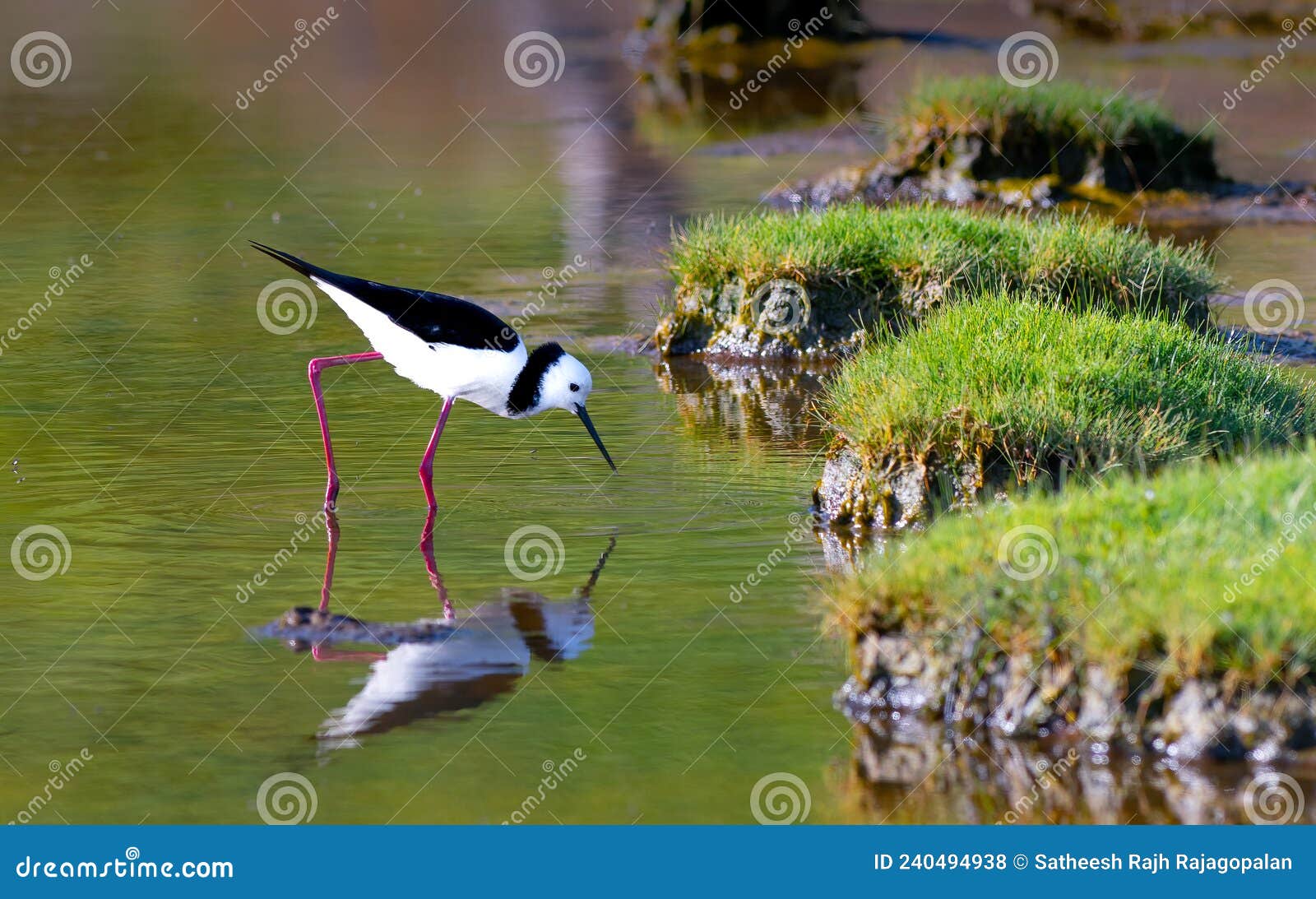 Pied Stilt stock photo. Image of curved, vegetation - 240494938