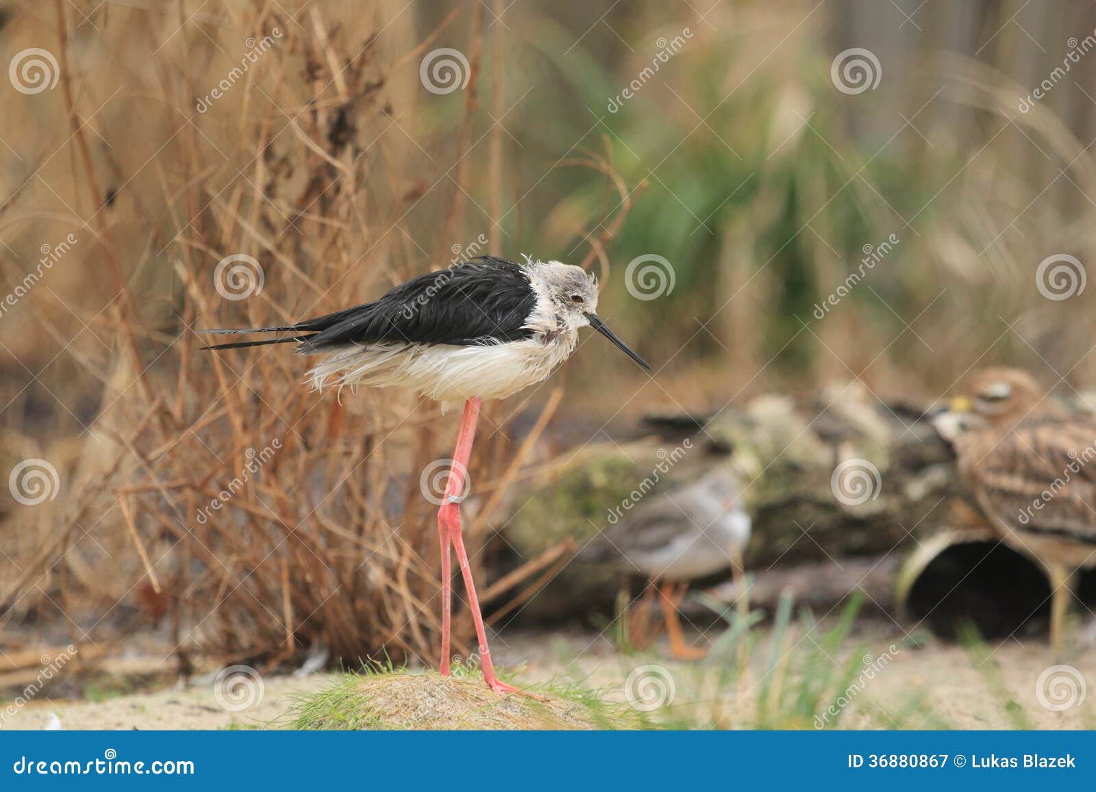 Pied stilt stock image. Image of winged, common, pied - 36880867