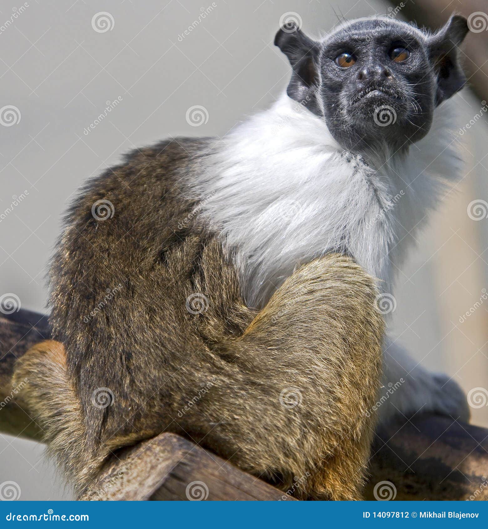 Pied tamarin 1 stock photo. Image of cunning, nice, tamarin - 14097812